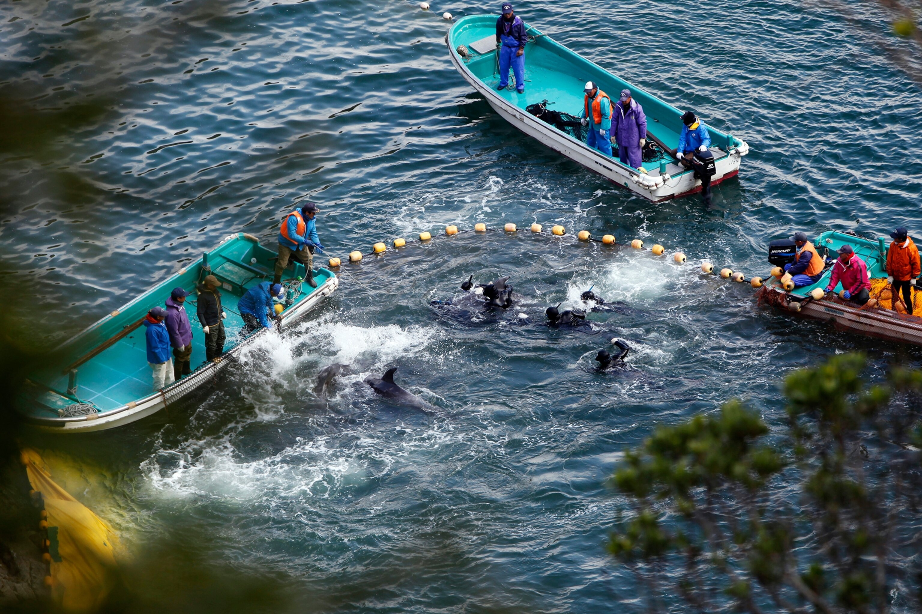 Pictures: Scenes From Taiji Dolphin Roundup in Japan