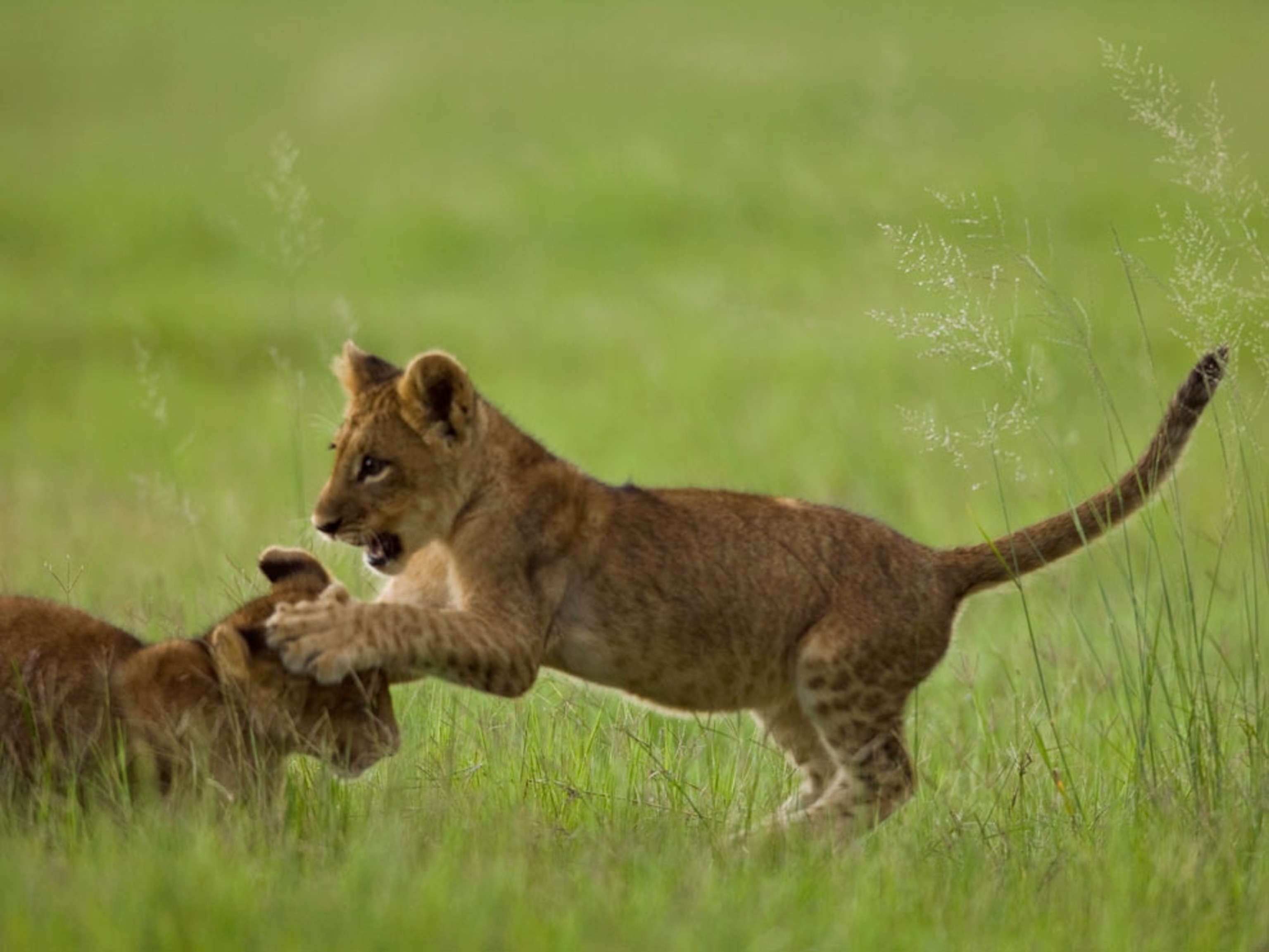 Big Cat Cub Pictures - National Geographic