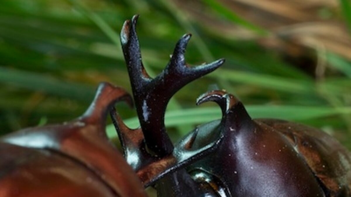 Why You Can't Fake A Good Horn | National Geographic
