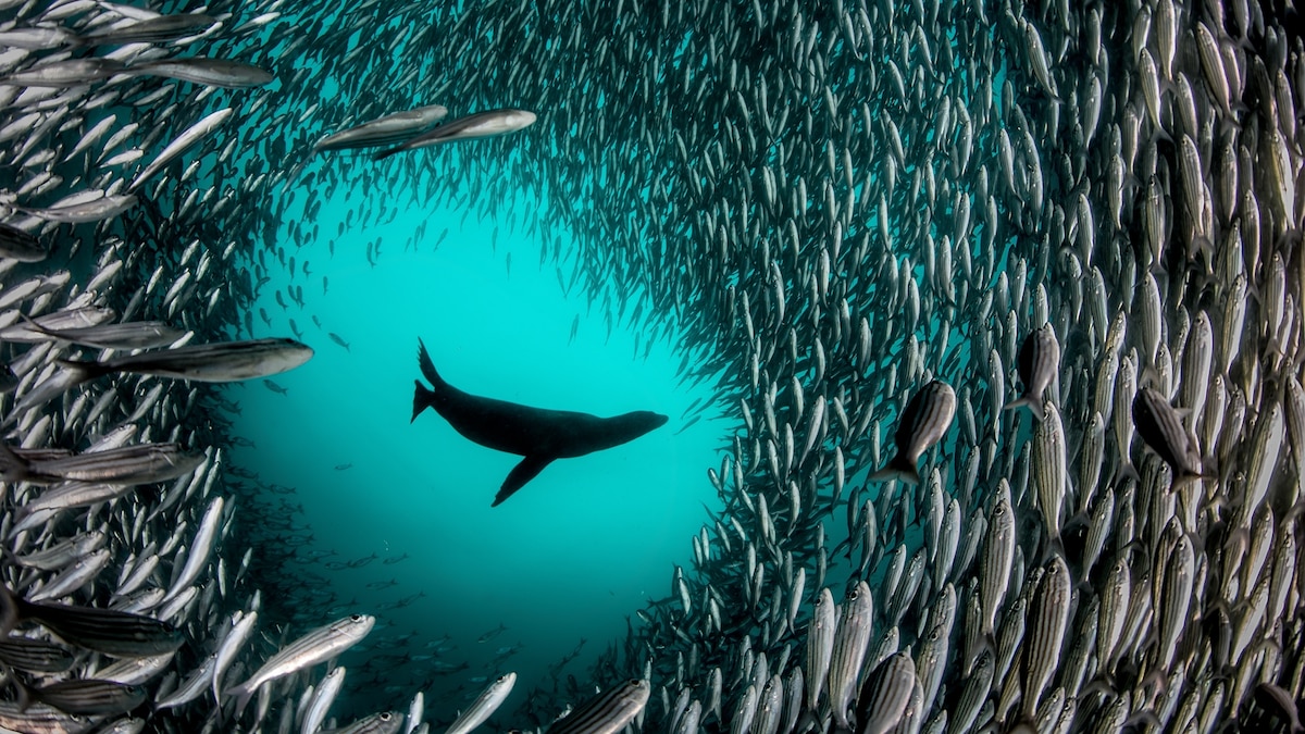 Inside the ambitious push to protect a third of the world’s ocean ...