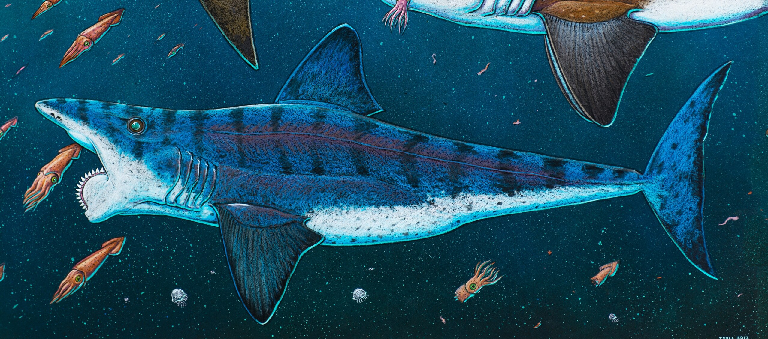 Illustrations Of A Ratfish In Lateral Top And Dorsal WFC 120 LAB #2
