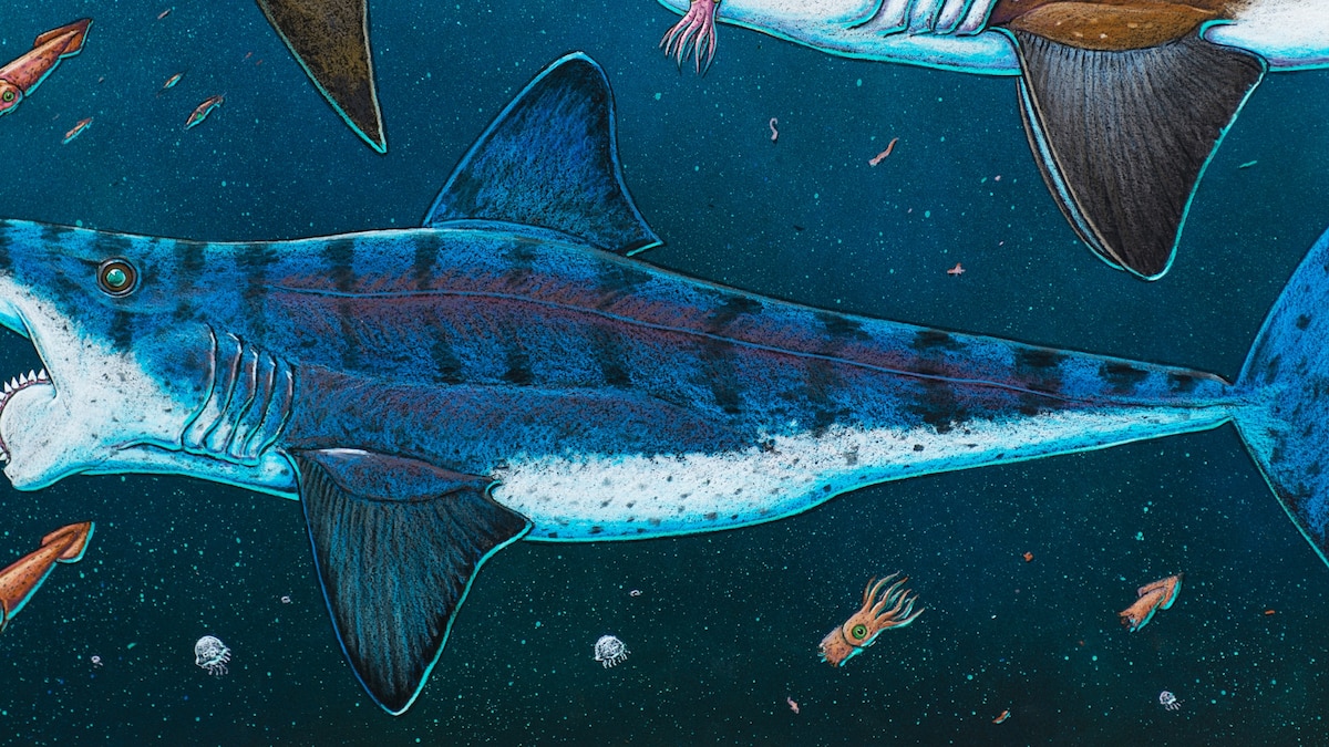 Prehistoric Buzzsaw Ratfish on Film | National Geographic