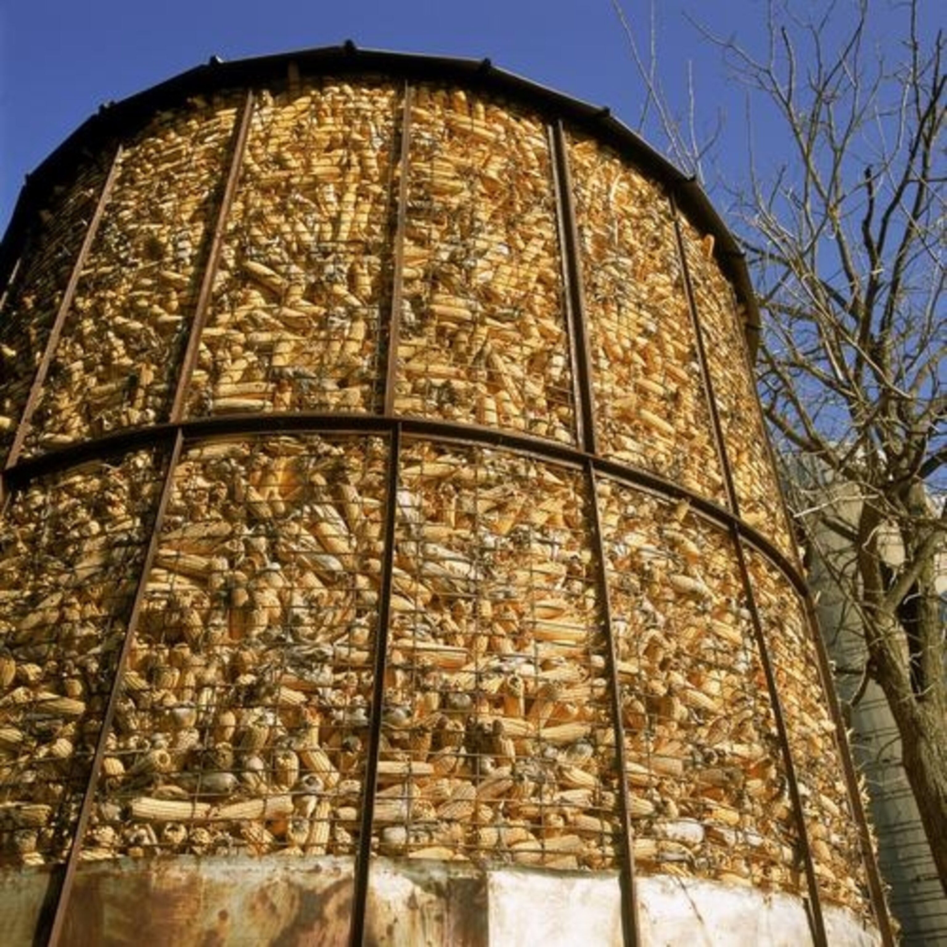 Corn Cob Ethanol: The Fuel of the 21st Century?