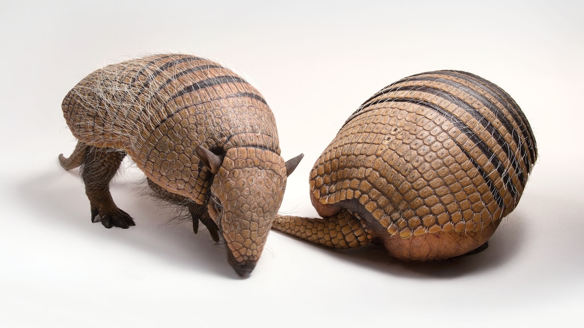 Armadillo Courtship Is the Joy of the Chase—and the Catch | National ...
