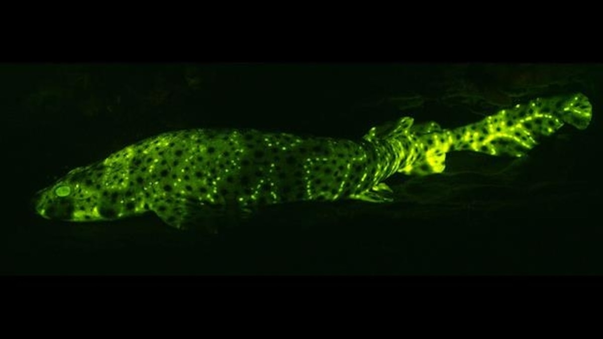 Biofluorescent catsharks glow underwater thanks to tiny ‘lightsabers ...