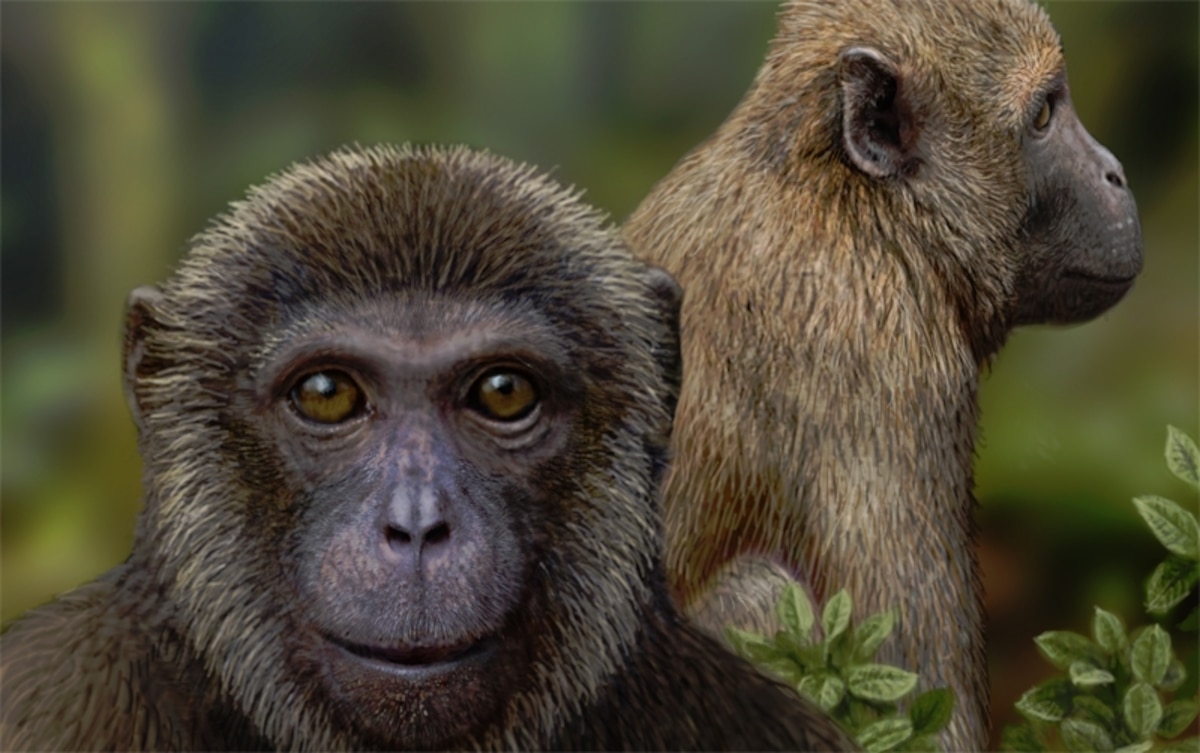 Two New Fossils Reveal Details of Ape/Monkey Split