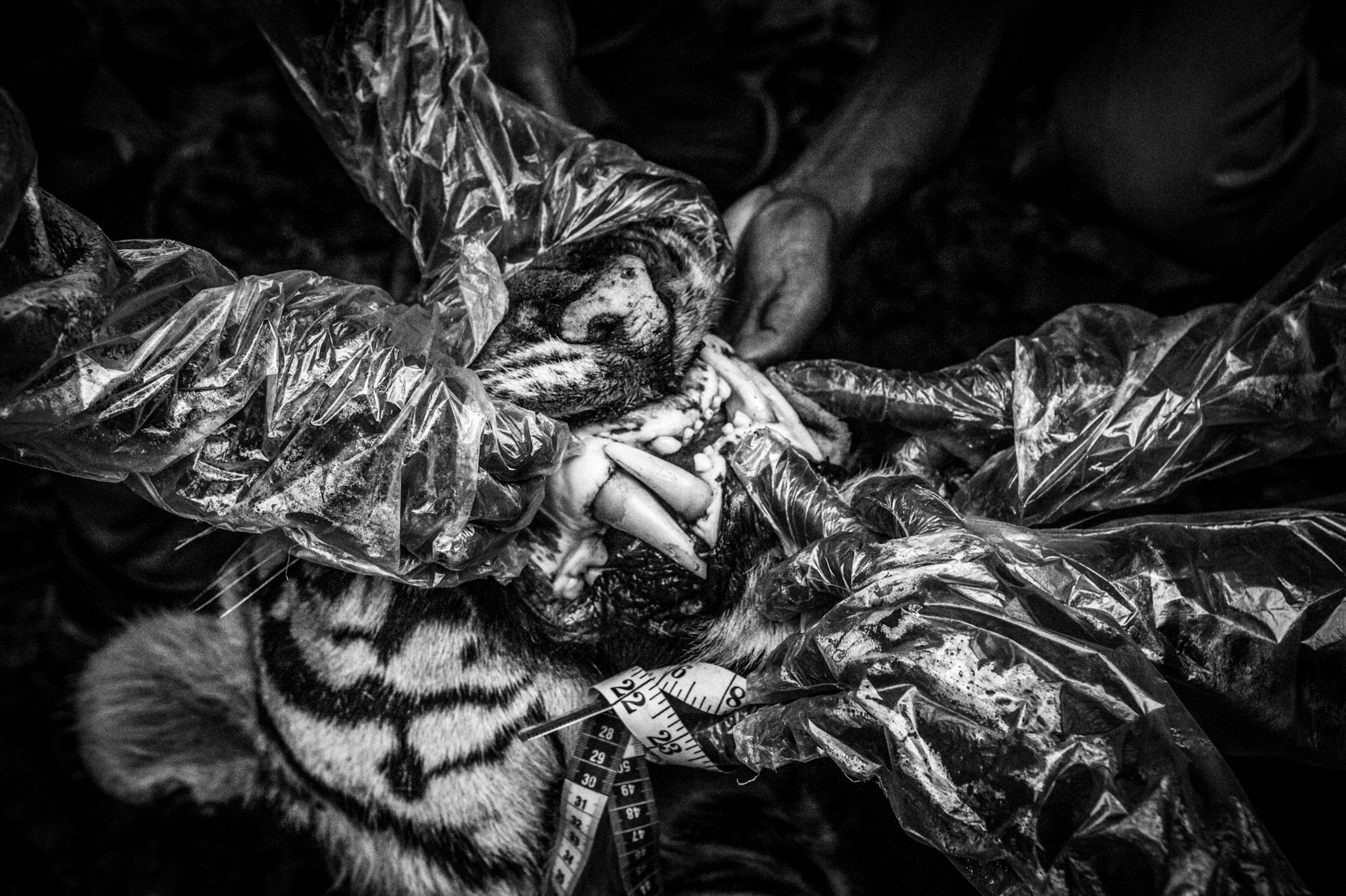 Dramatic Pictures Reveal Clashes Between People and Tigers