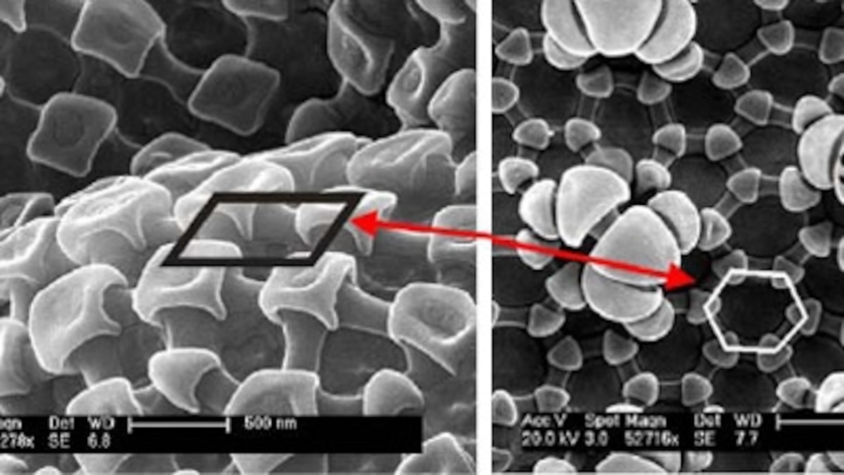 Incredible skin helps springtails to keep dry underwater and always ...