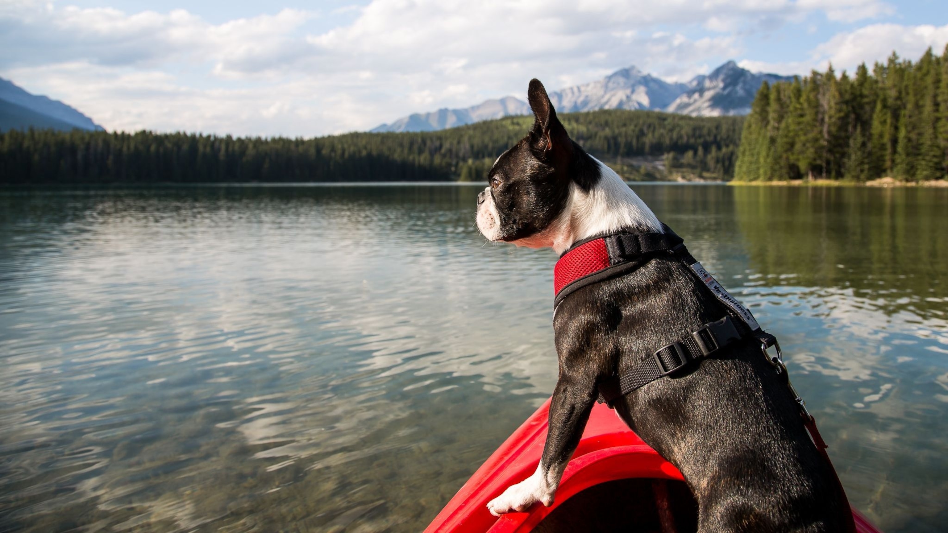 Your Adventure Dogs Photos