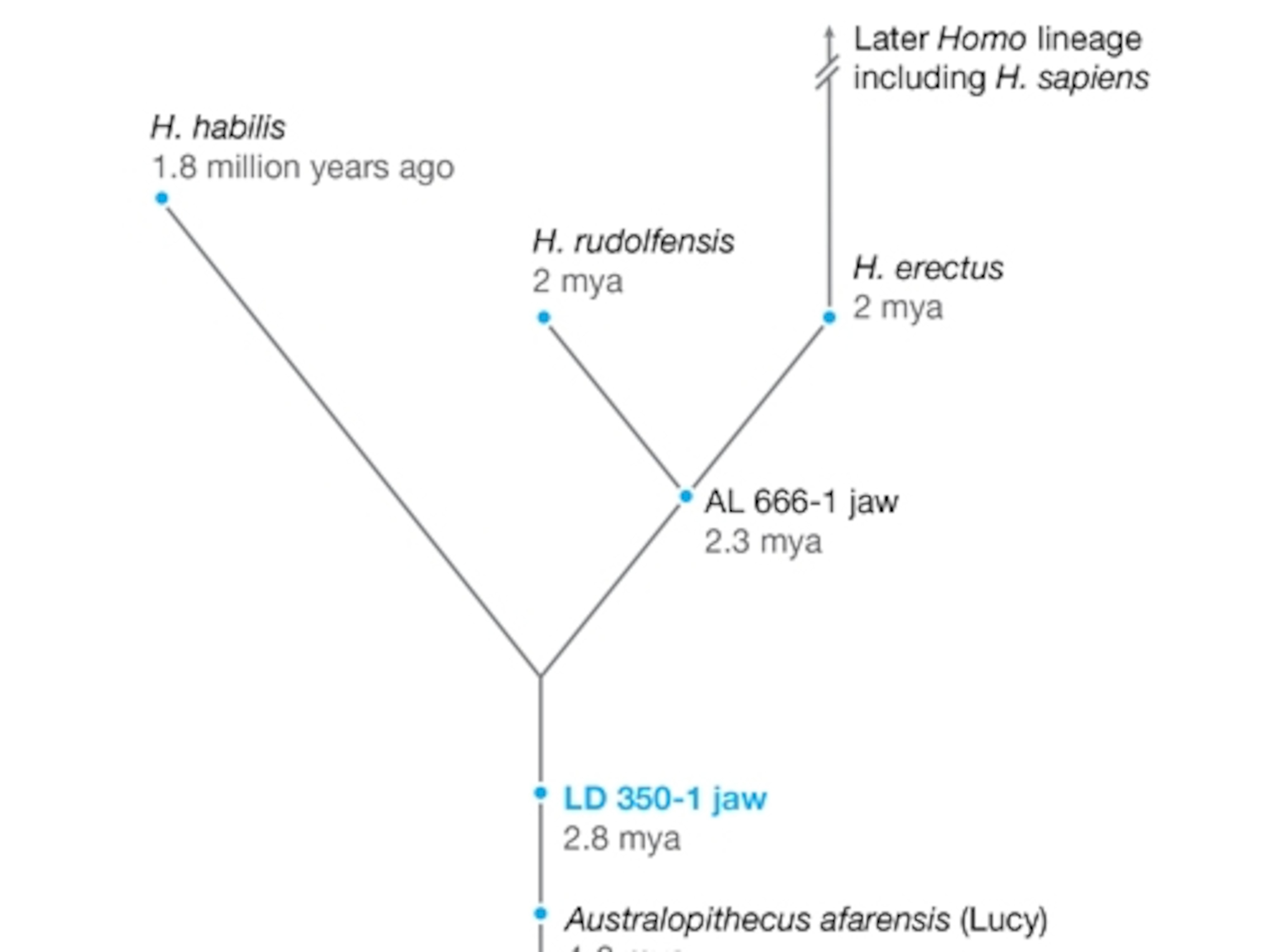 Oldest Human Fossil Found, Redrawing Family Tree