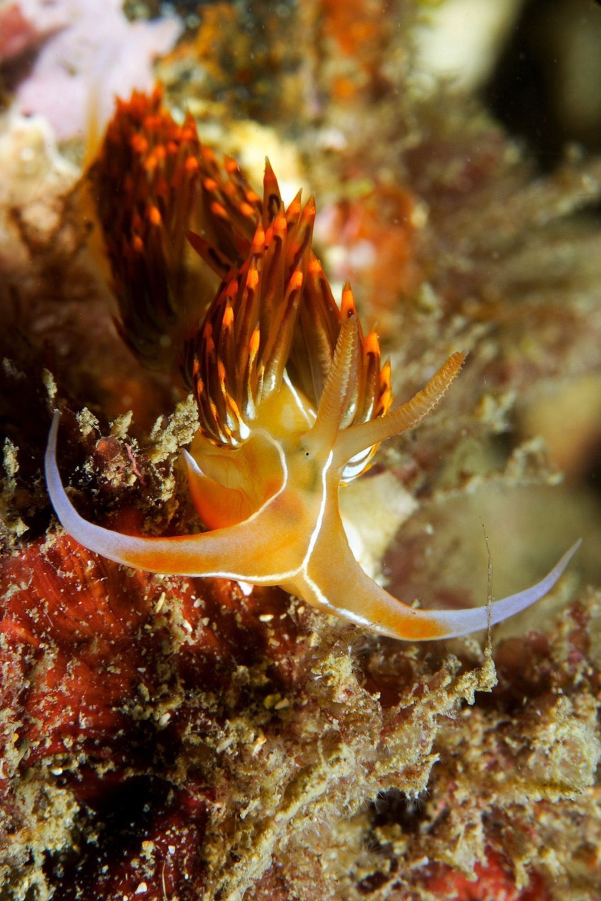 Meet the Adorable "Sea Bunny" Taking Over the Internet