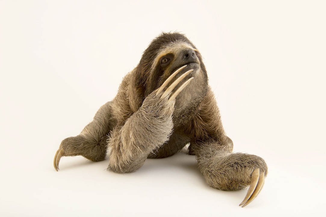 Sloth Cat Gif Only Dreams