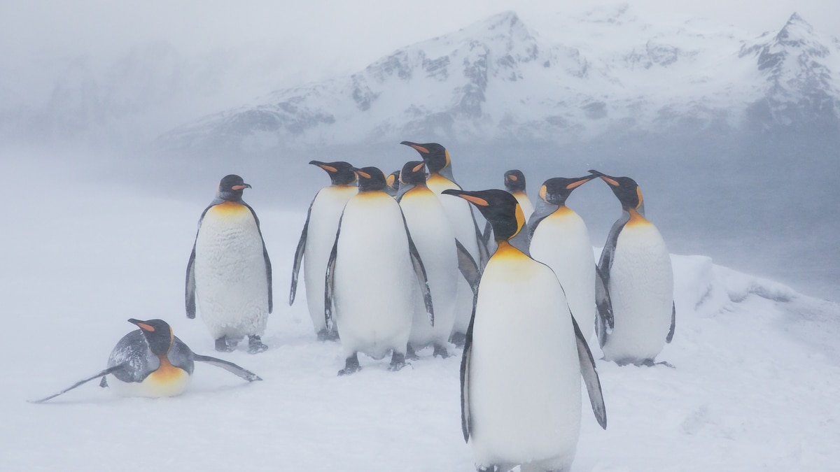 Yellow penguin spotted in Antarctica—here's why it's so rare | National ...