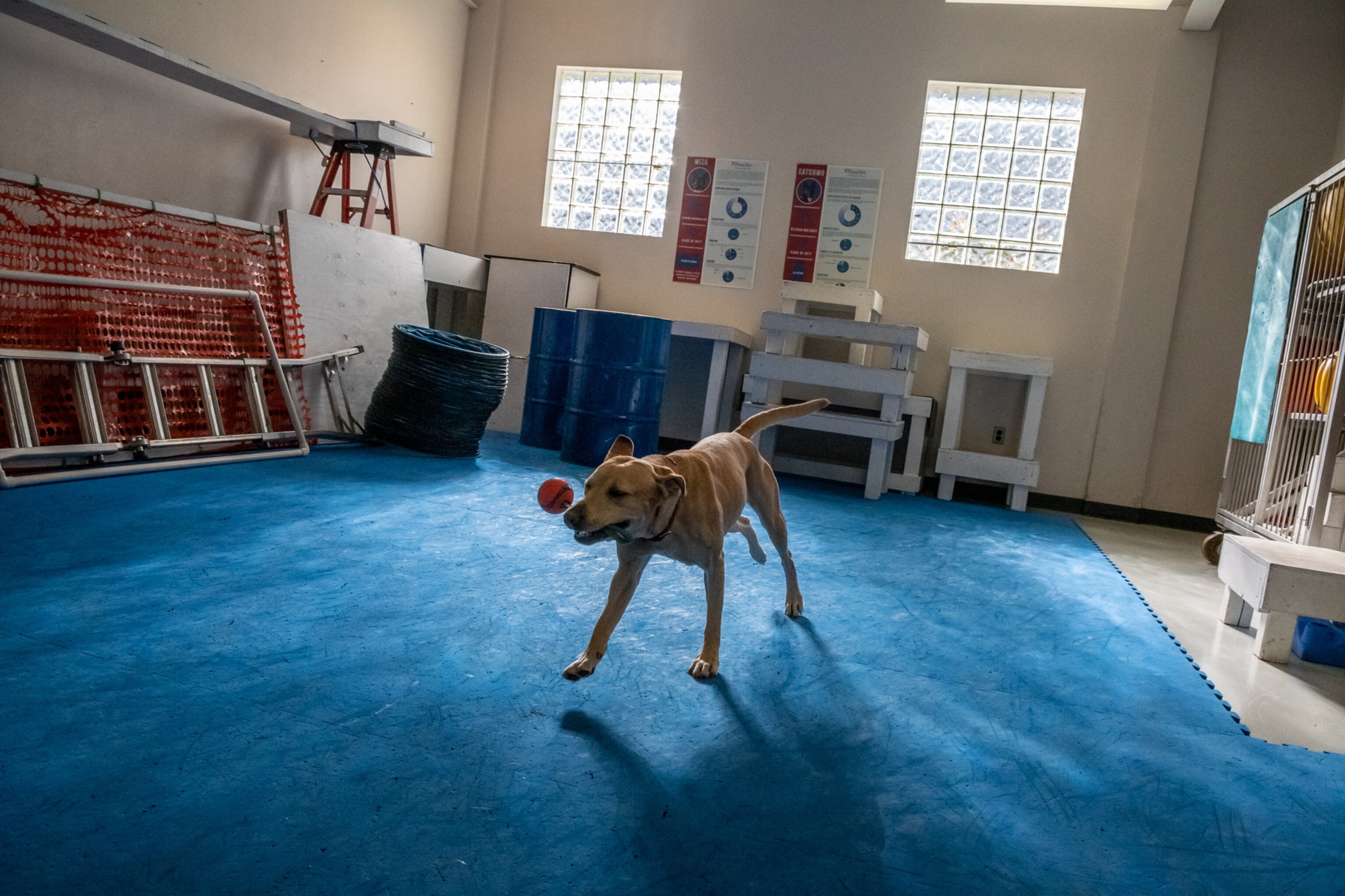 These sniffer dogs are learning to smell the coronavirus