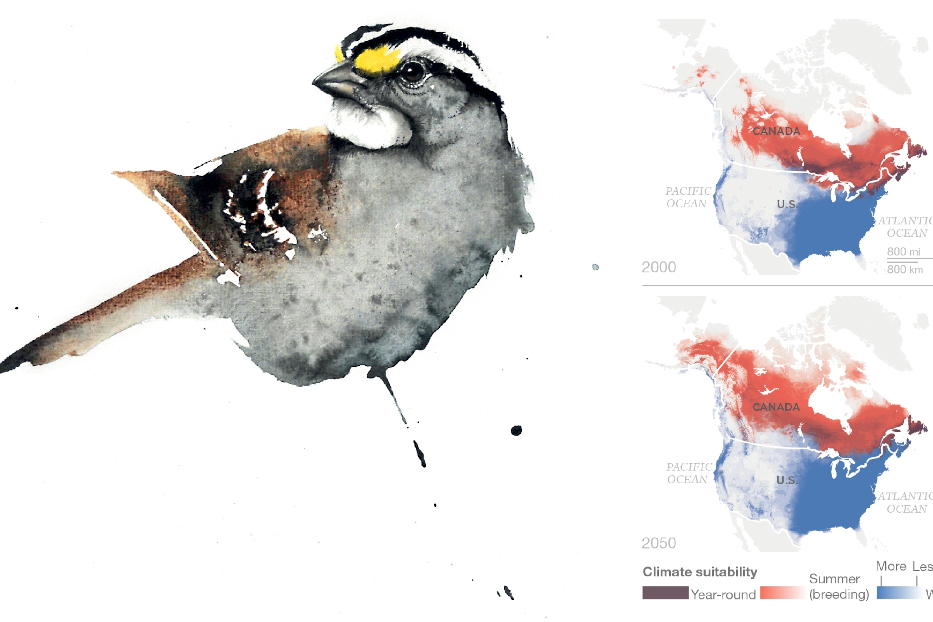 Climate Change May Put Half of North American Birds at Risk of Extinction