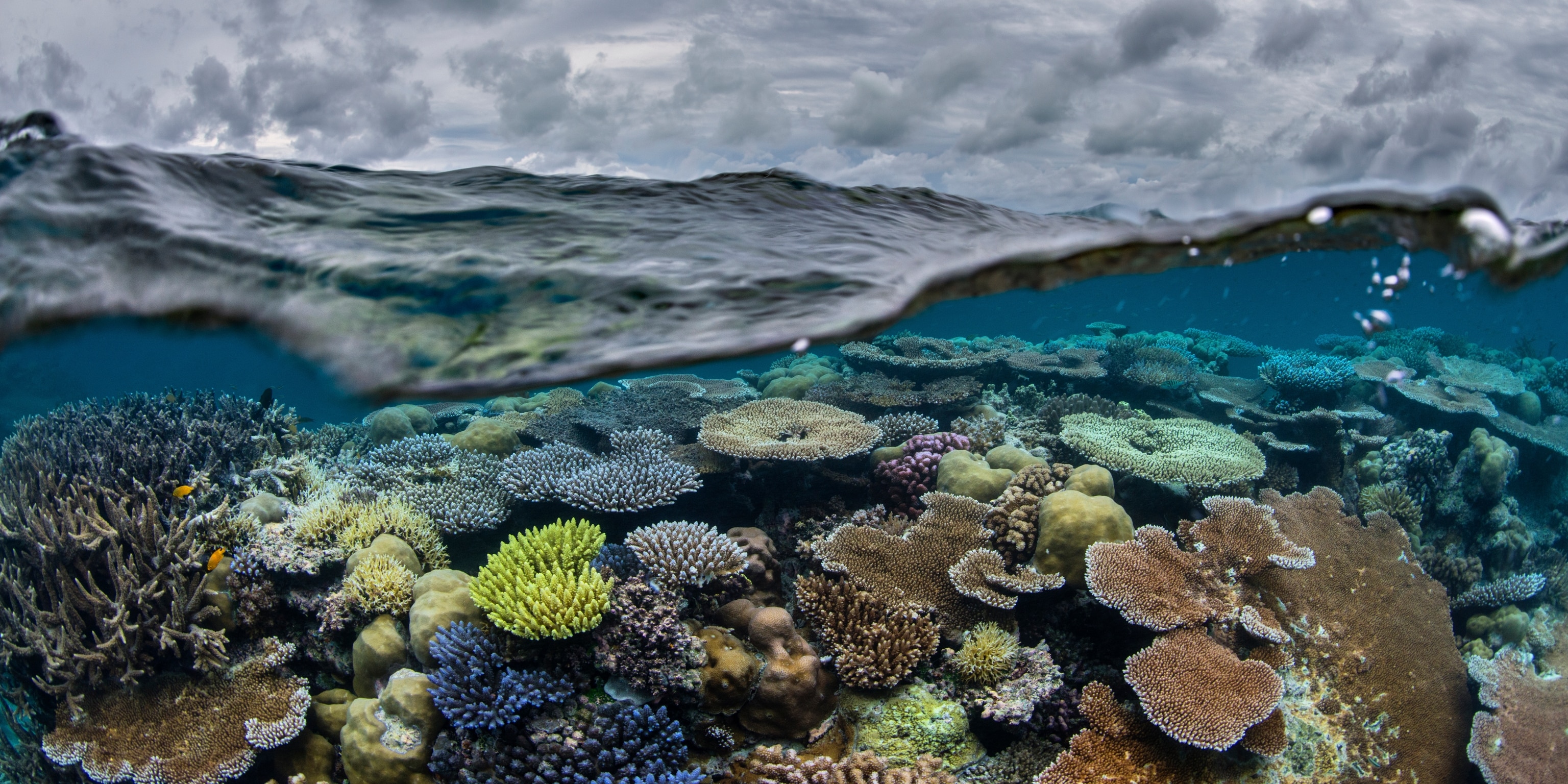 National Geographic Great Barrier Reef Another Mass Bleaching Event Is