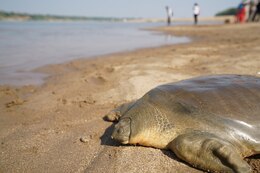 Cantor s Softshell Turtles Recovering In Cambodia
