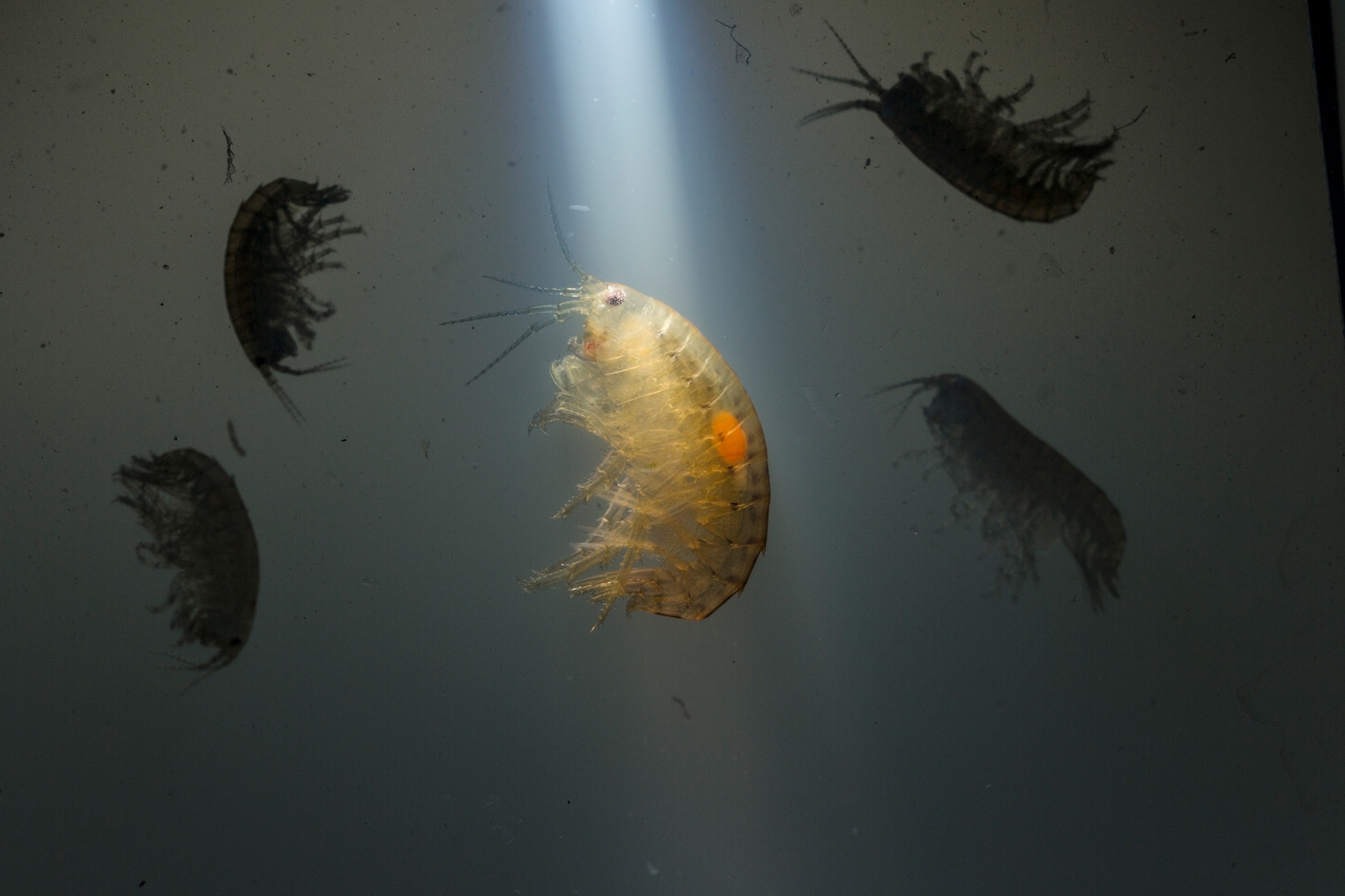 How wasps, worms, virus, and fungi create hyper-specialized zombies