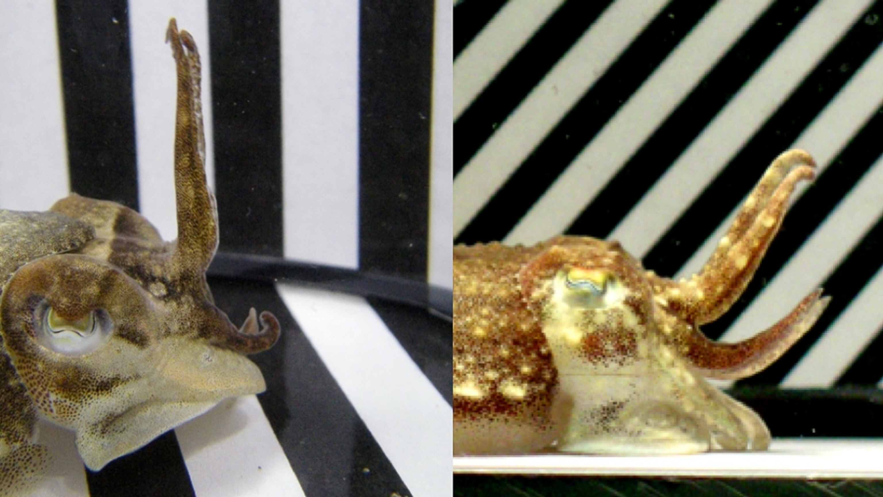 Photos: Shape-Shifting Cuttlefish Can Mimic Pictures