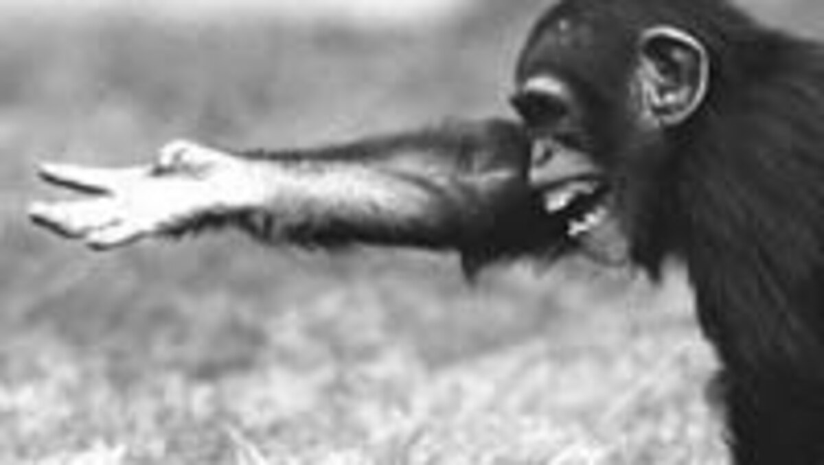 Communicating chimps and talking humans show activity in same part of ...