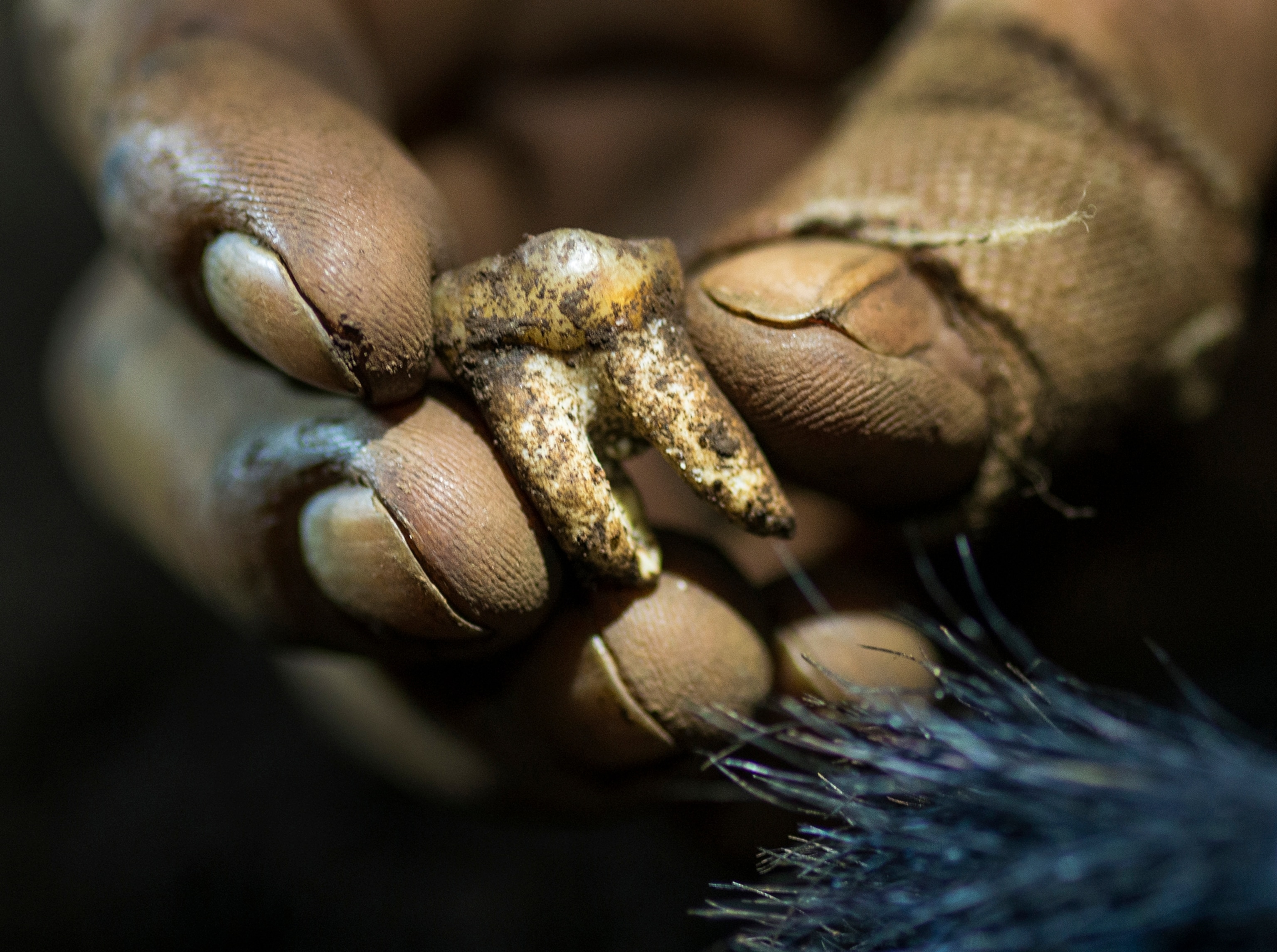 Age of Ape-Human Species Homo naledi Revealed: 236,000 to 335,000 Years ...