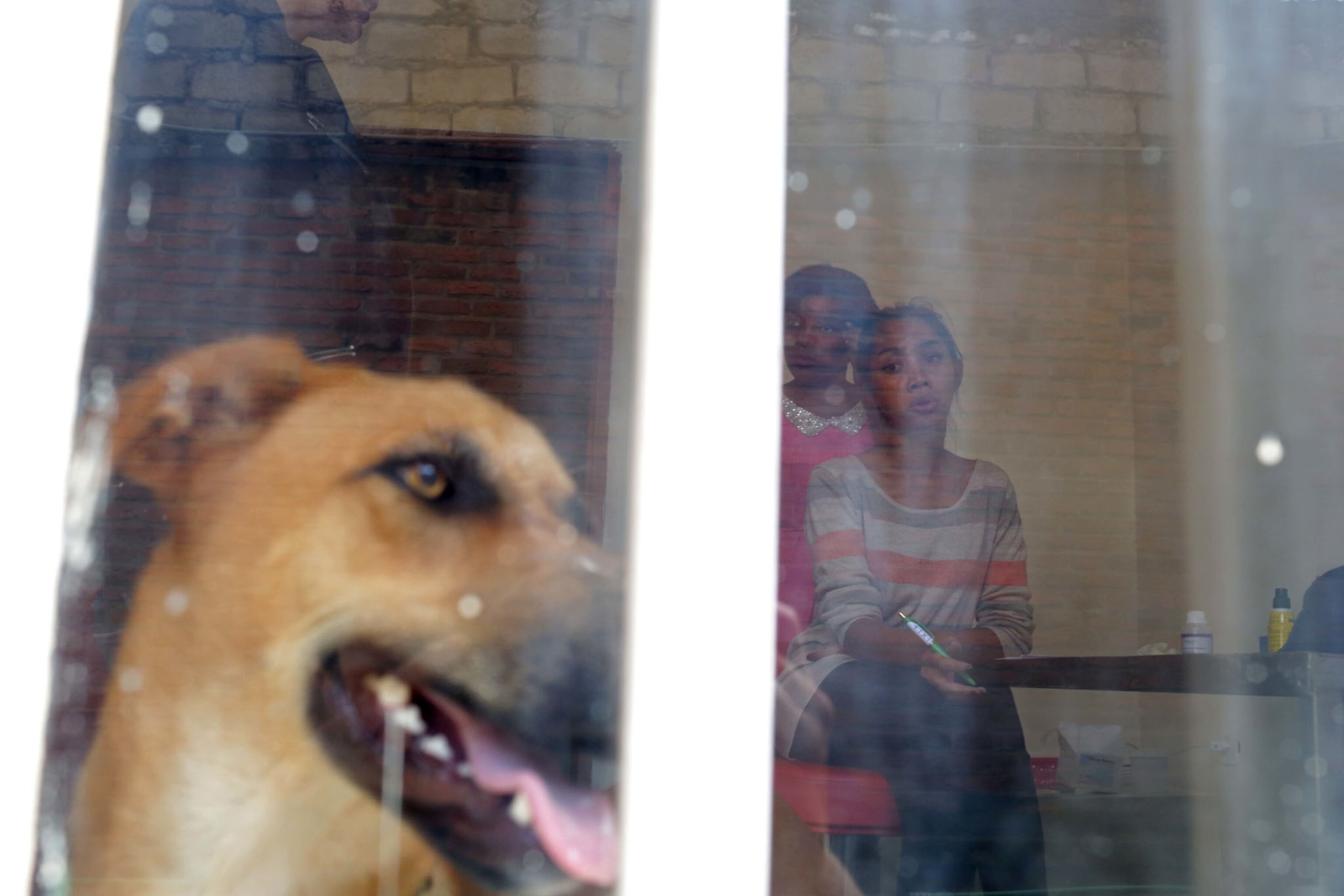 Beautiful Photos Show How Rwandans Are Embracing Dogs as Pets