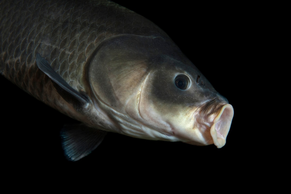 Bigmouth buffalo can live to 112—the oldest confirmed freshwater fish
