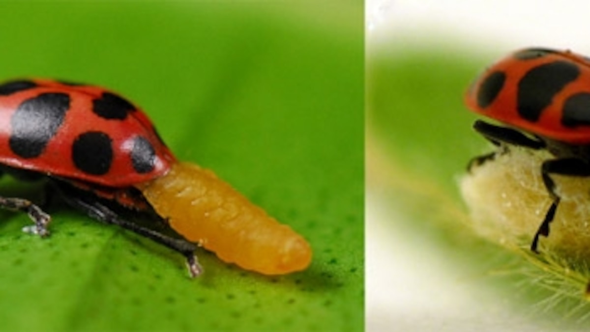Wasps, ladybirds and the perils of hiring zombie bodyguards | National ...