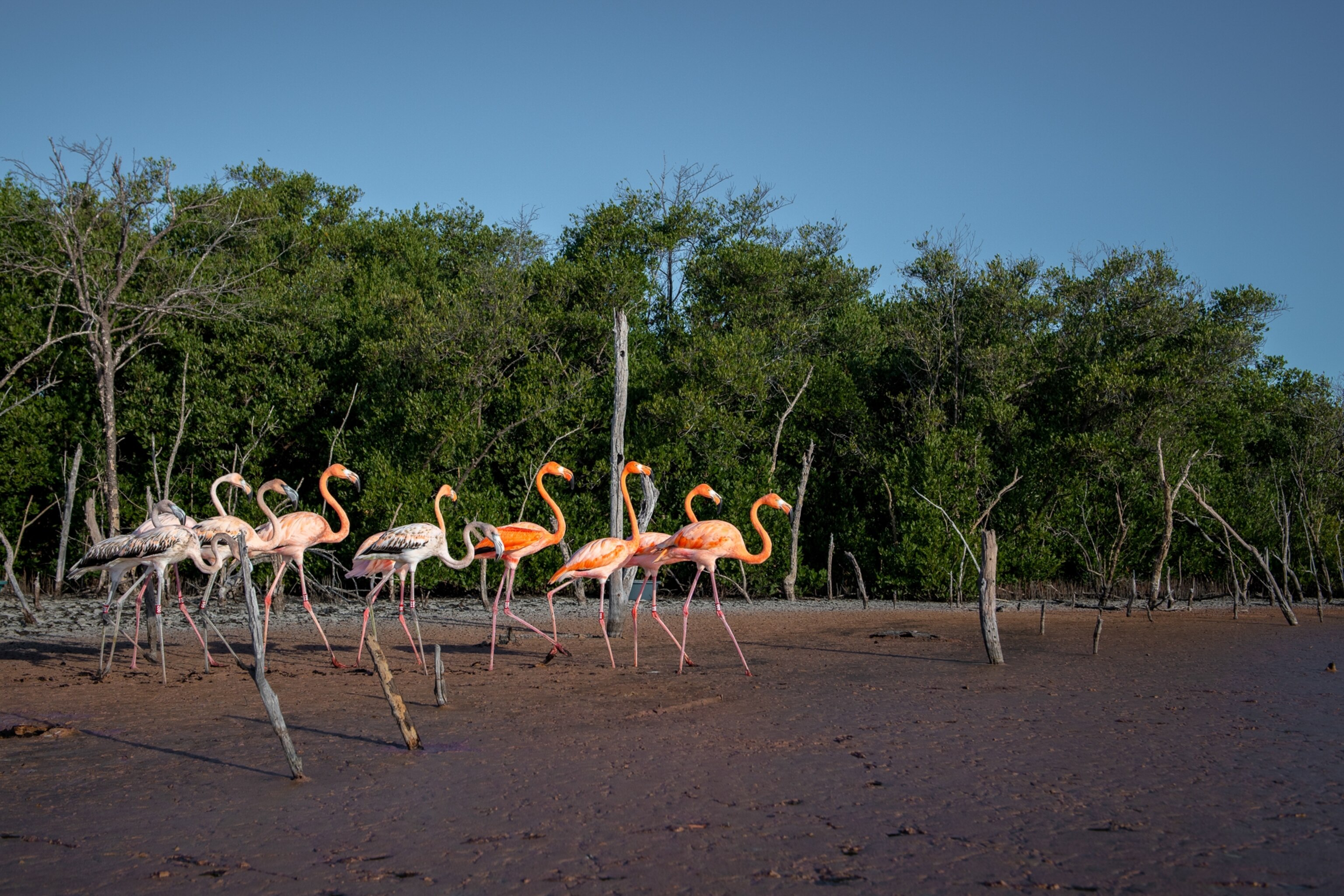 ‘Selfie’ flamingos in Caribbean resorts are being returned to the wild