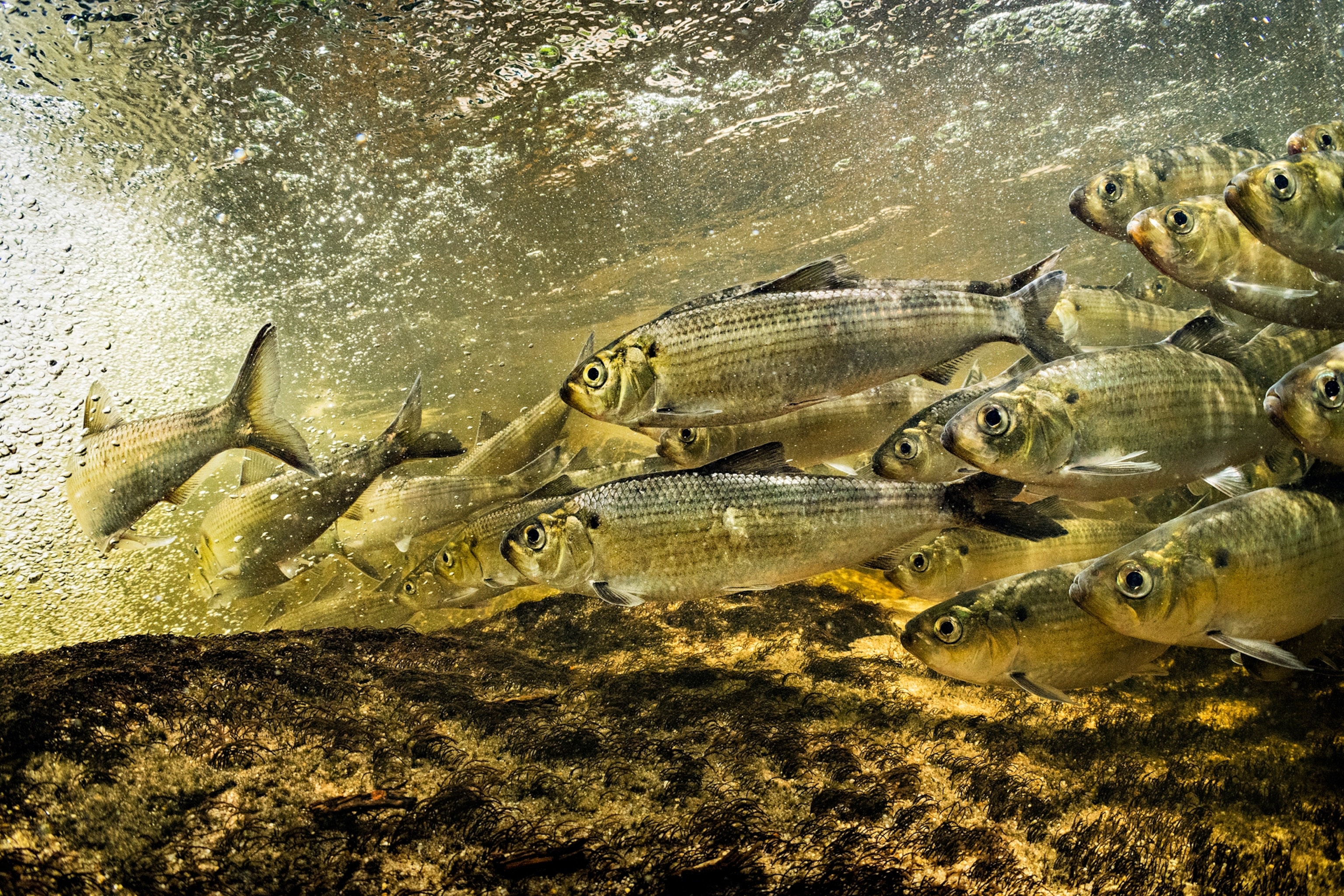 With dam removals, Maine brought back its historic alewife runs
