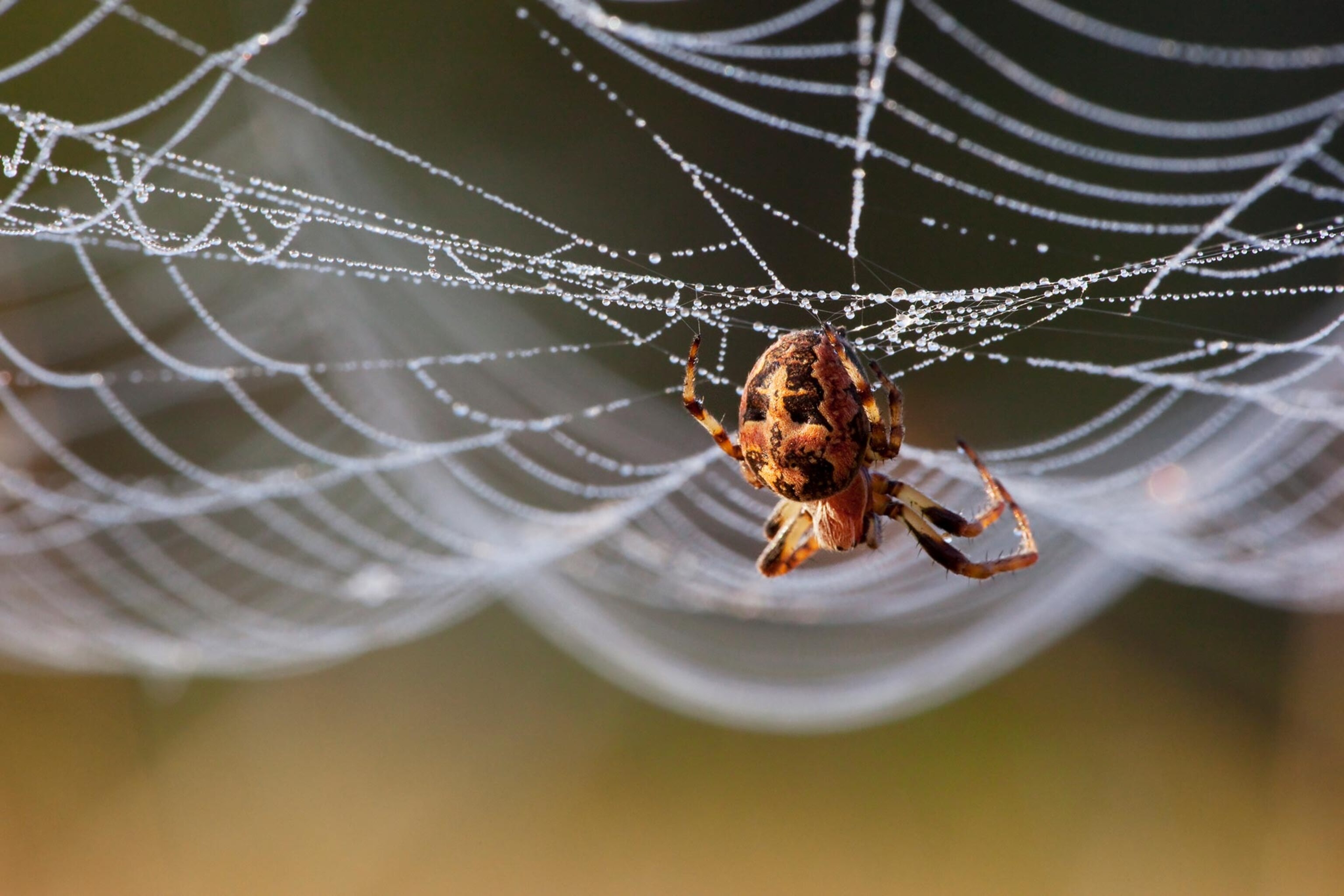 Surprising Ways Animals React to Solar Eclipses