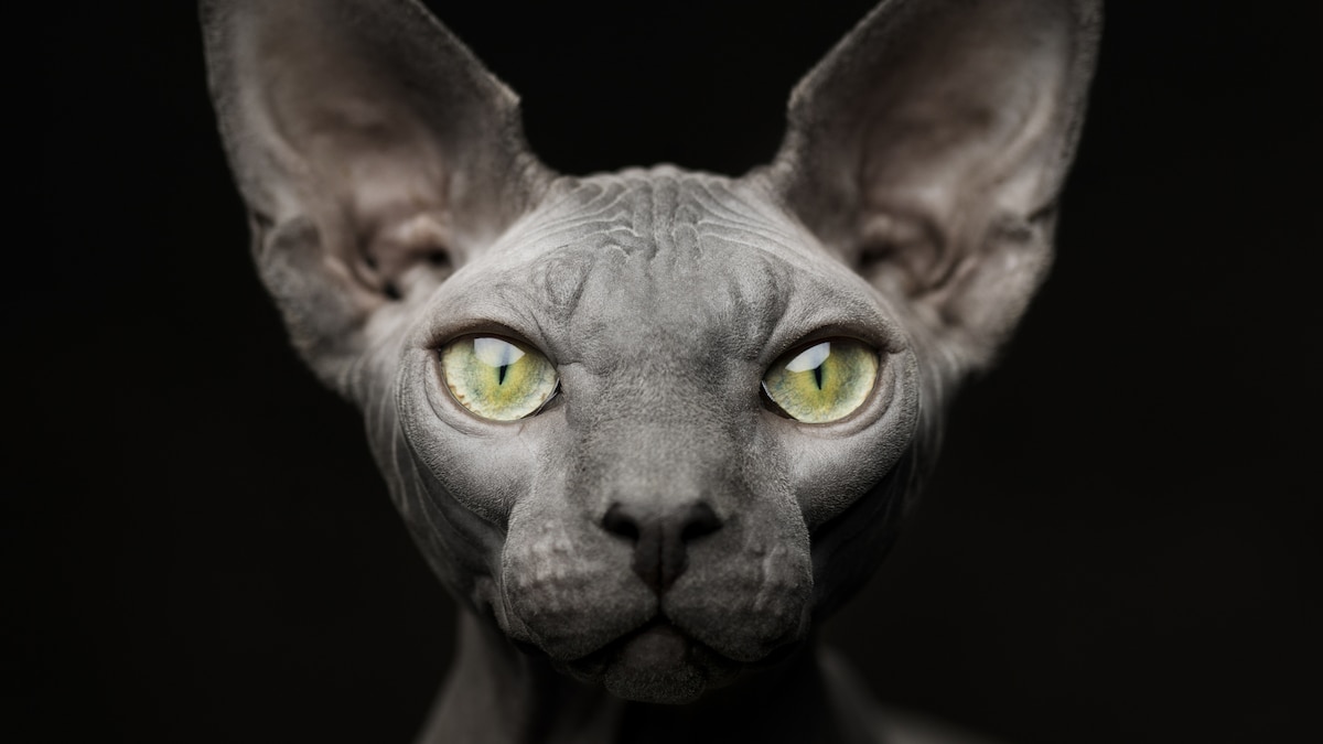 What are animals thinking? They feel empathy, grieve, seek joy just ...