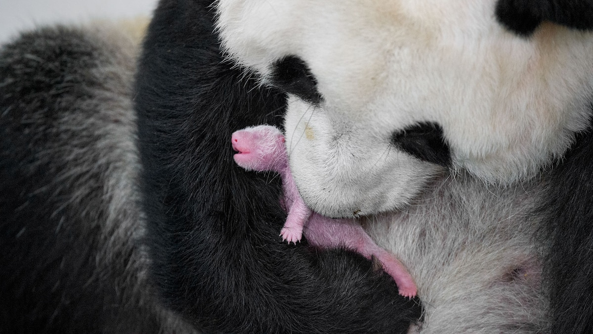 6 Fierce Animal Moms That Go to Extremes For Their Young | National ...