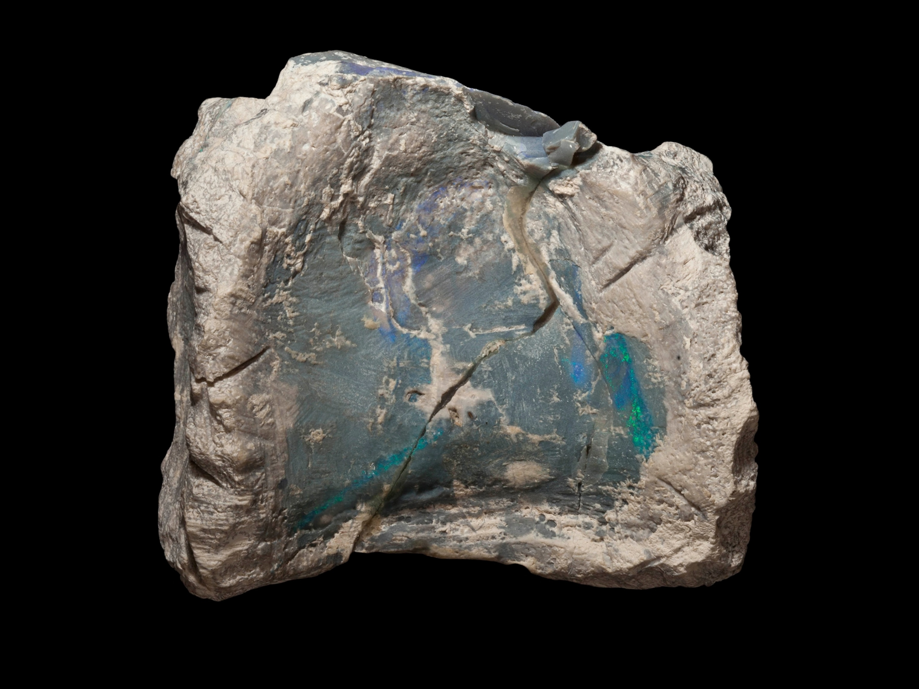 Opal-filled fossils reveal new dinosaur species in Australia