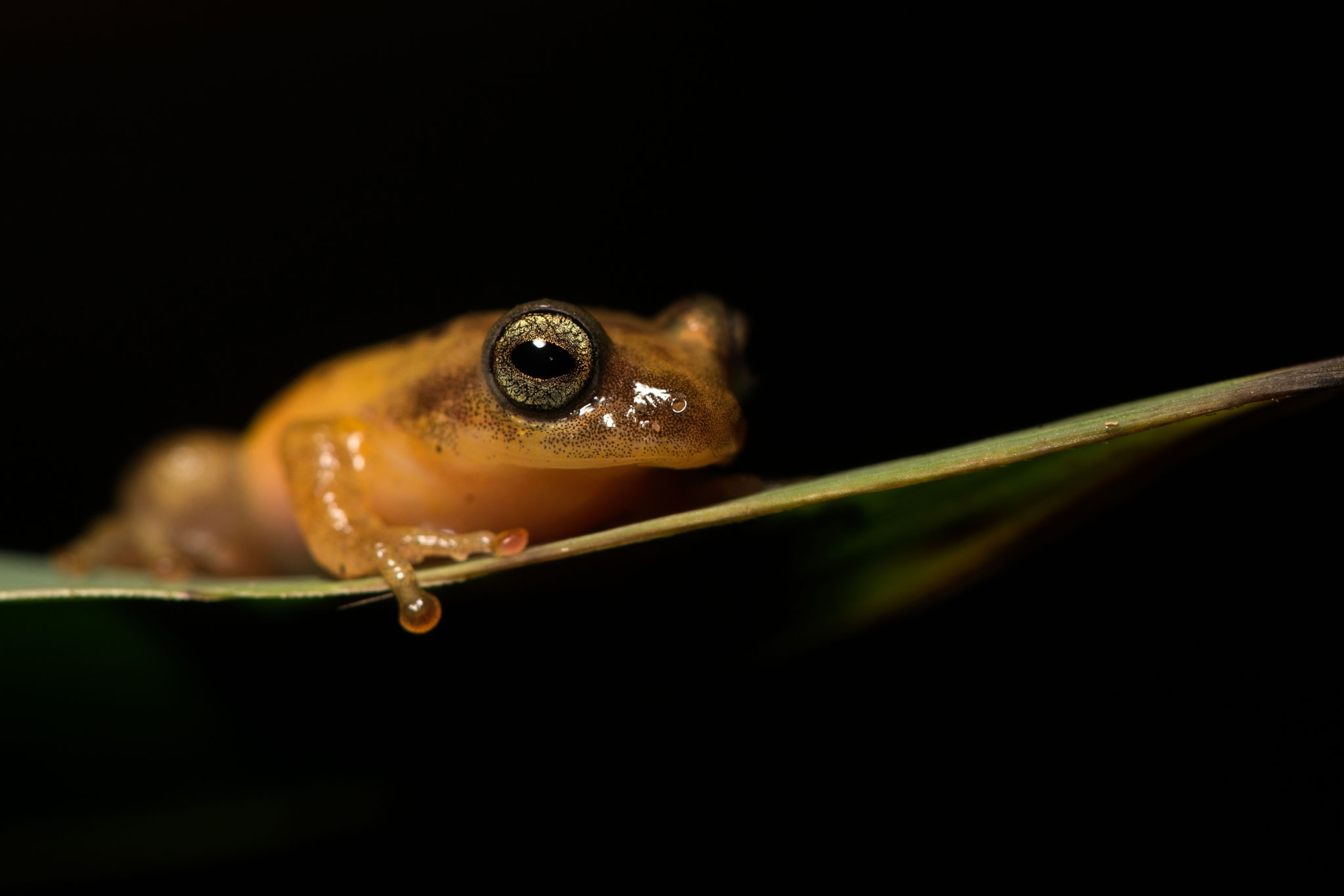 Breathtaking ‘Sky Islands’ Showcase Evolution in Action