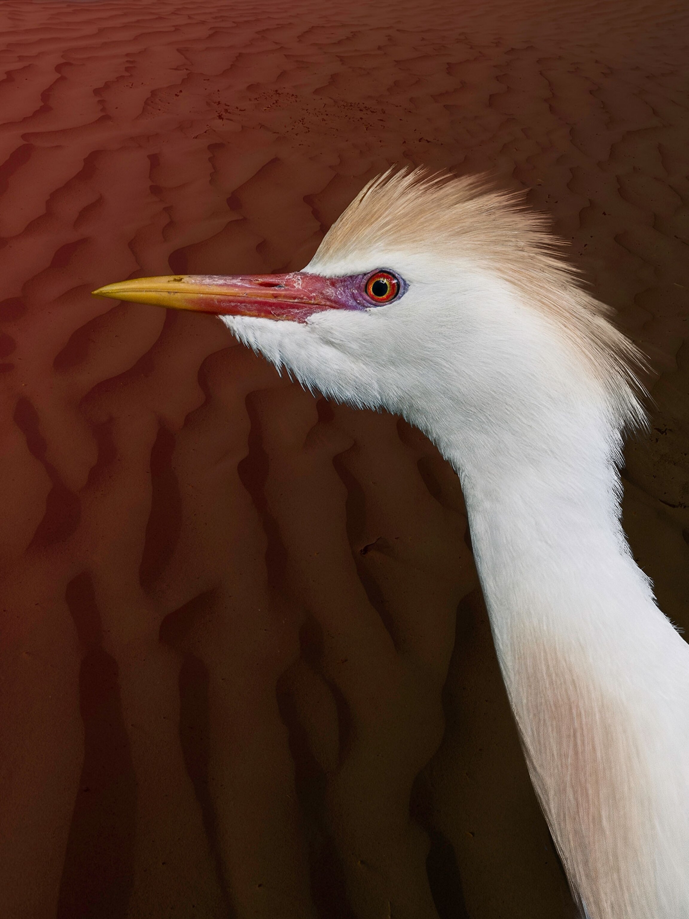 The Art of Birds, Revealed Through an Altered Reality