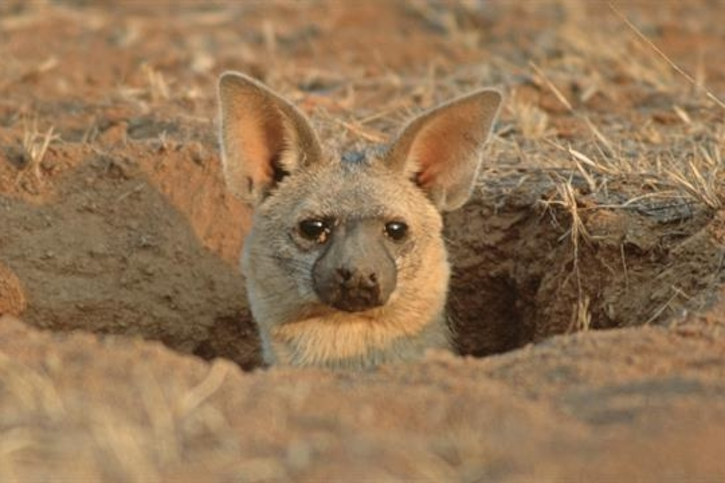 Aardwolf Pup