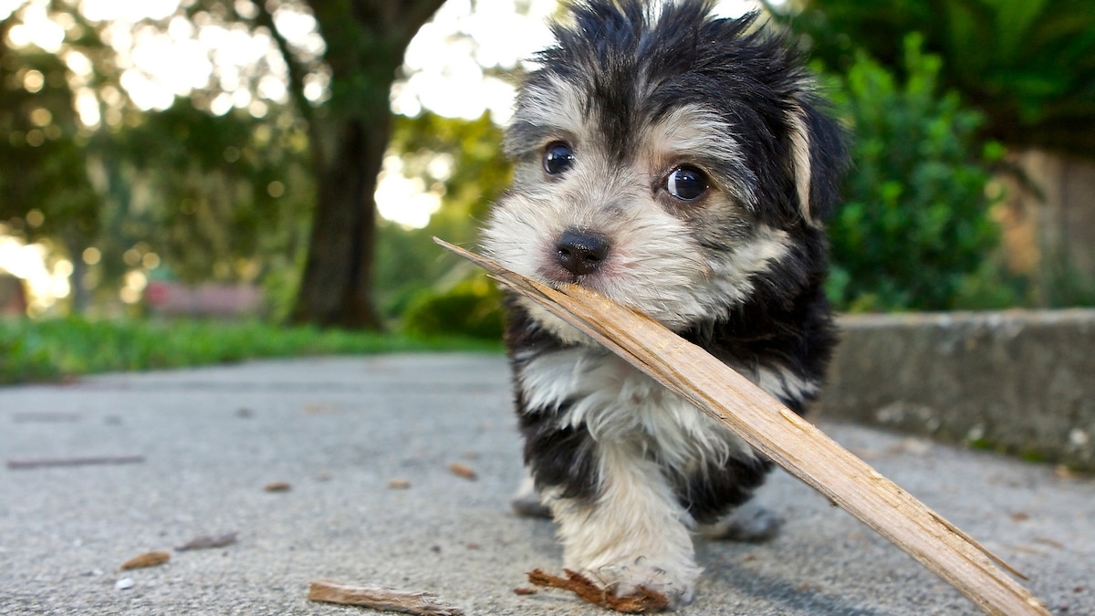 On Learning Animal-ness | National Geographic