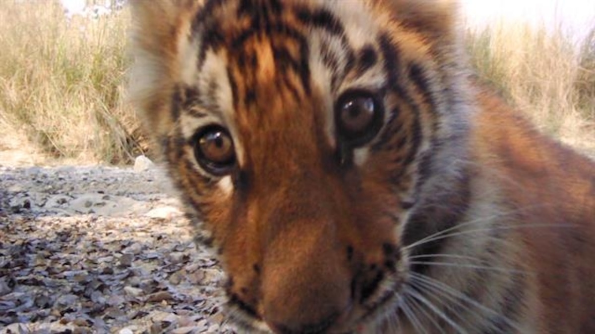 Nepal's Tiger Population Nearly Doubles in Last Decade | National ...