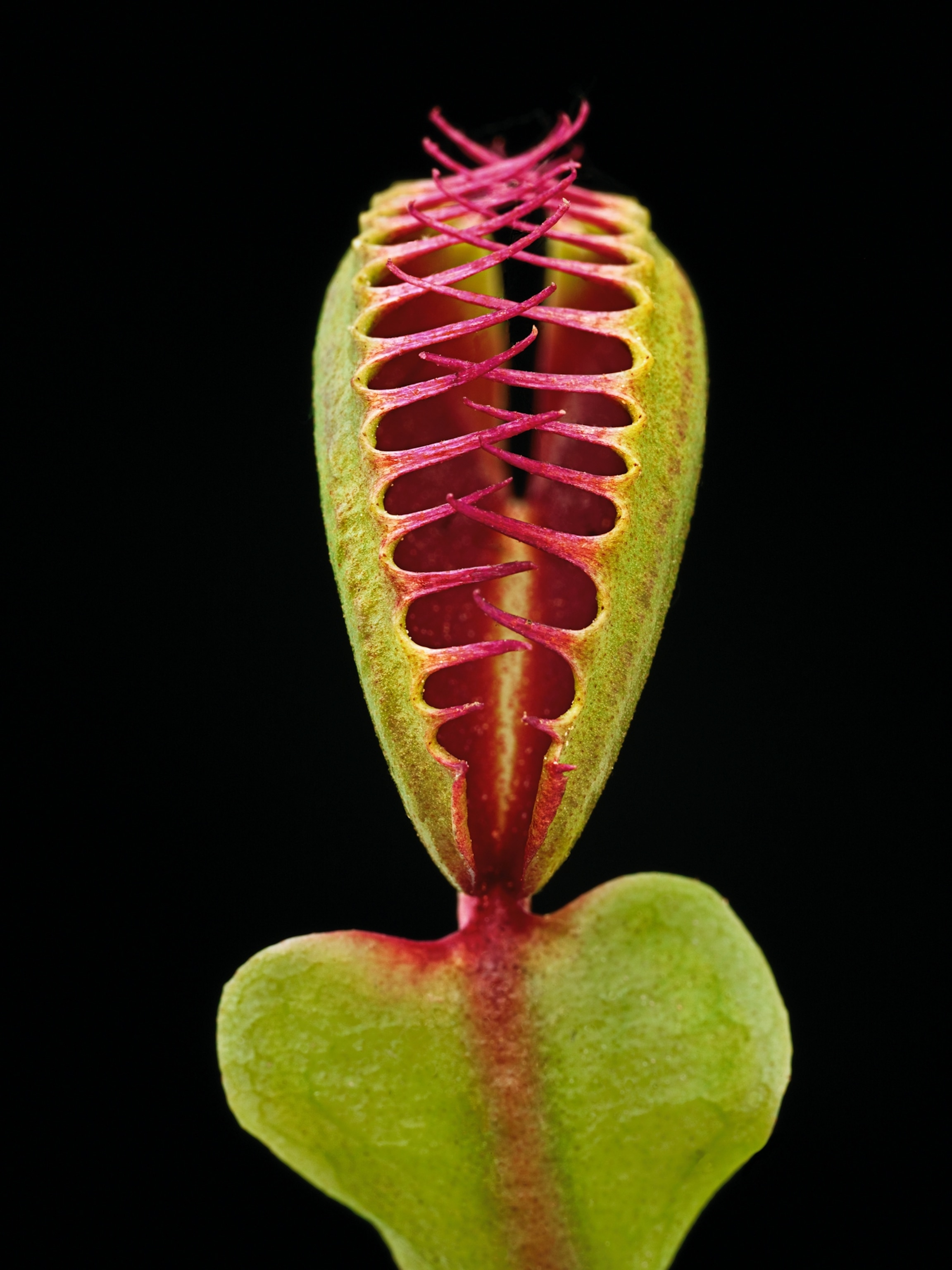 These photographs reveal invisible wonders of our world