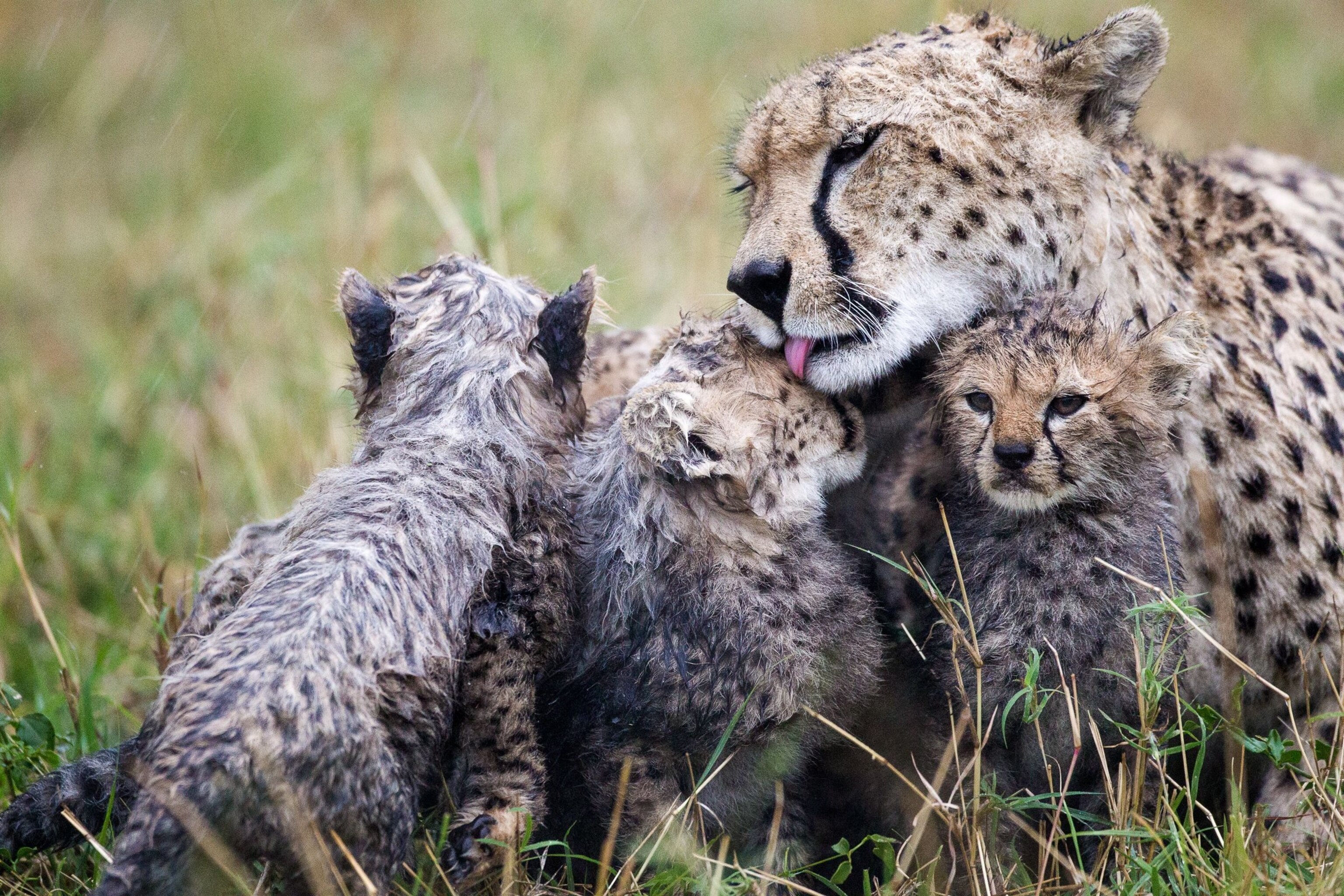 Cheetah-Dog Friendship Isn't As Strange As It Sounds
