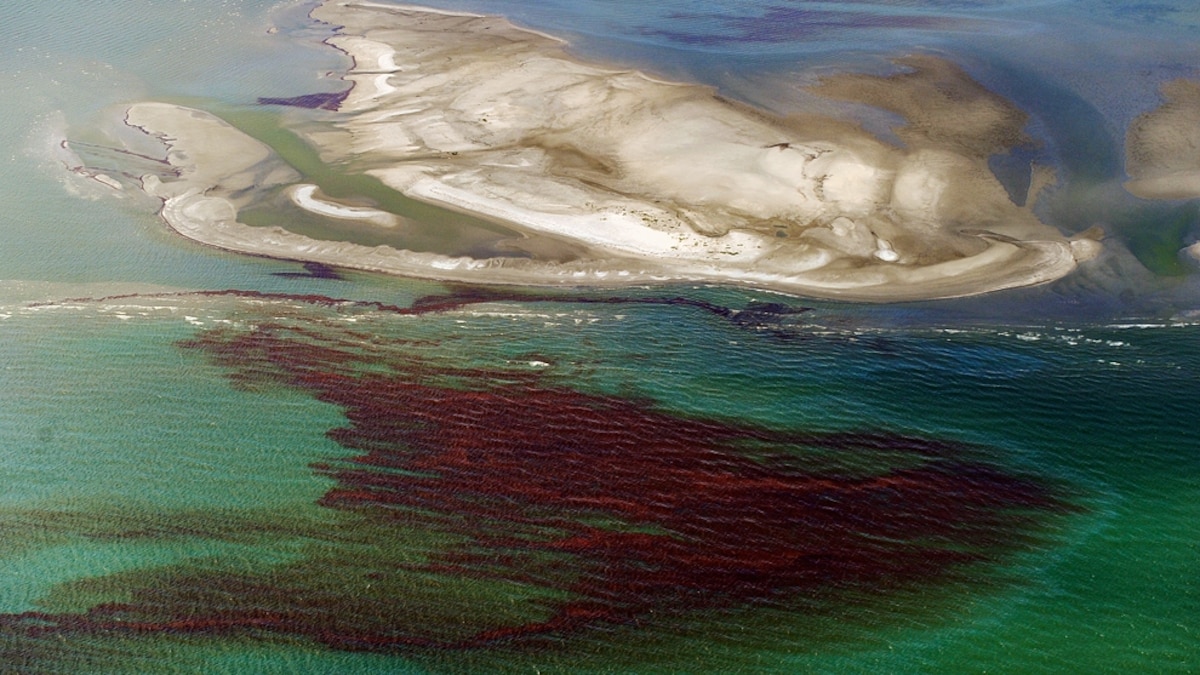 3 Future Oil-Spill Fighters: Sponges, Superbugs, and Herders | National ...