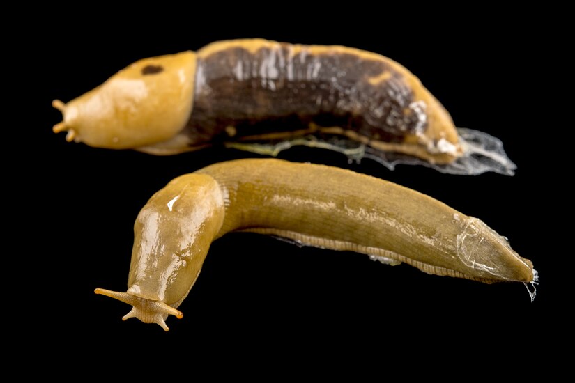 Banana Slug Digestive System