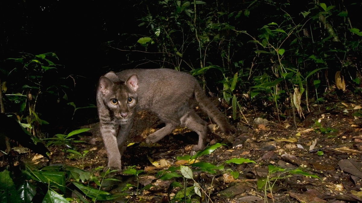 This mysterious cat is threatened. A deceptively simple plan could save ...