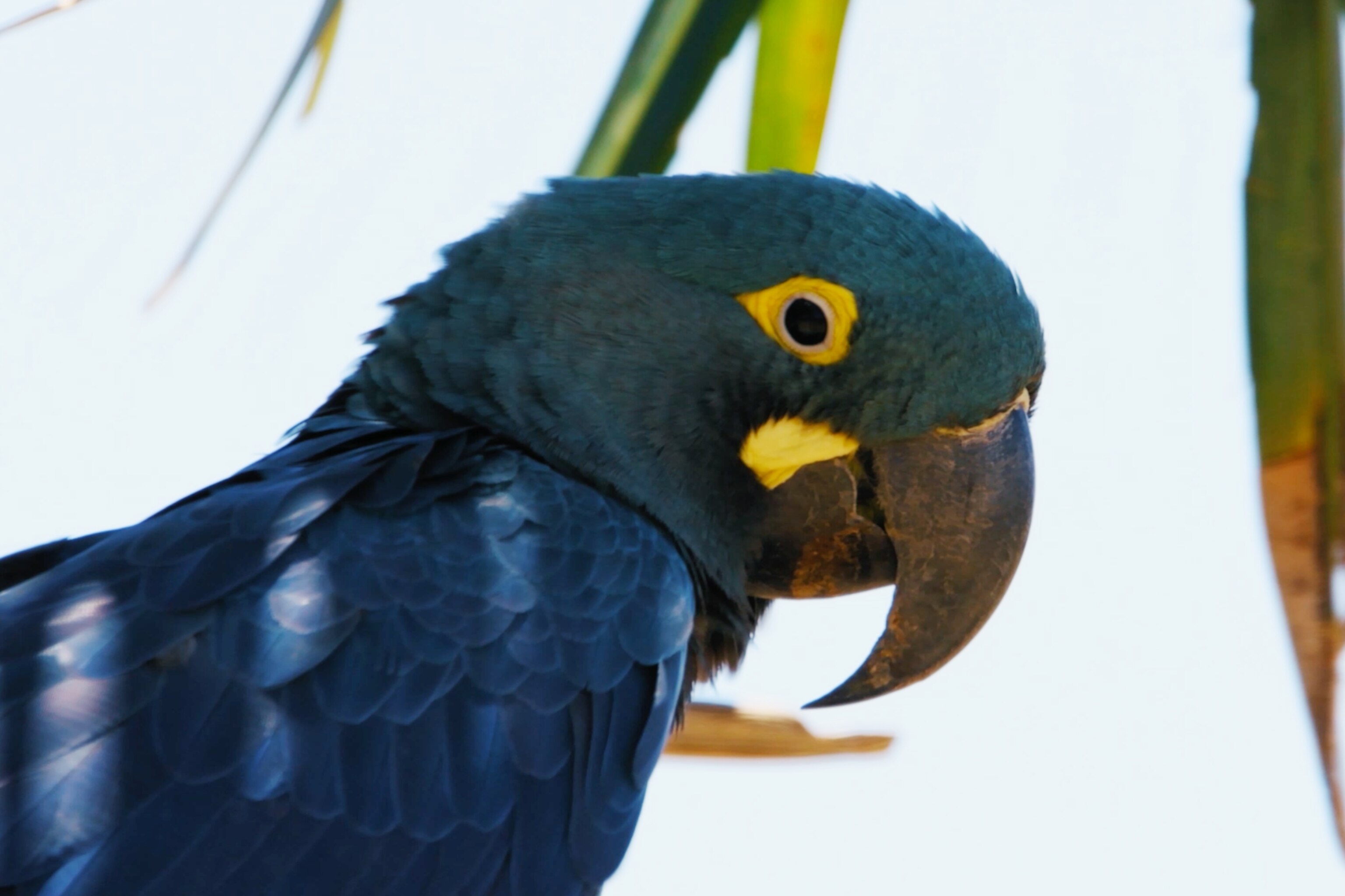 Making every single species count: saving the Lear’s macaw