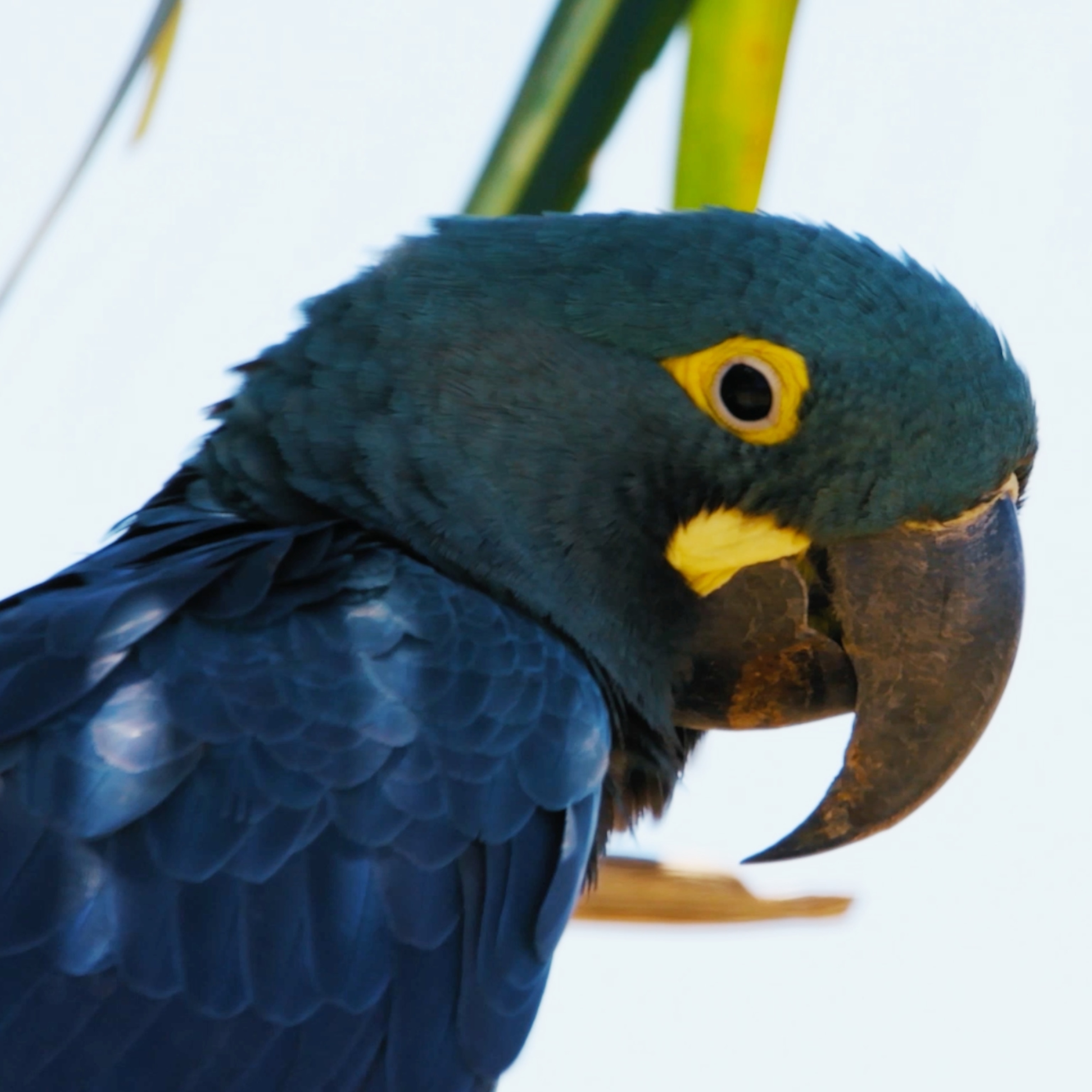 Lears Macaw Green Energy In Brazil Faces Dilemma: Endangered Macaw Vs