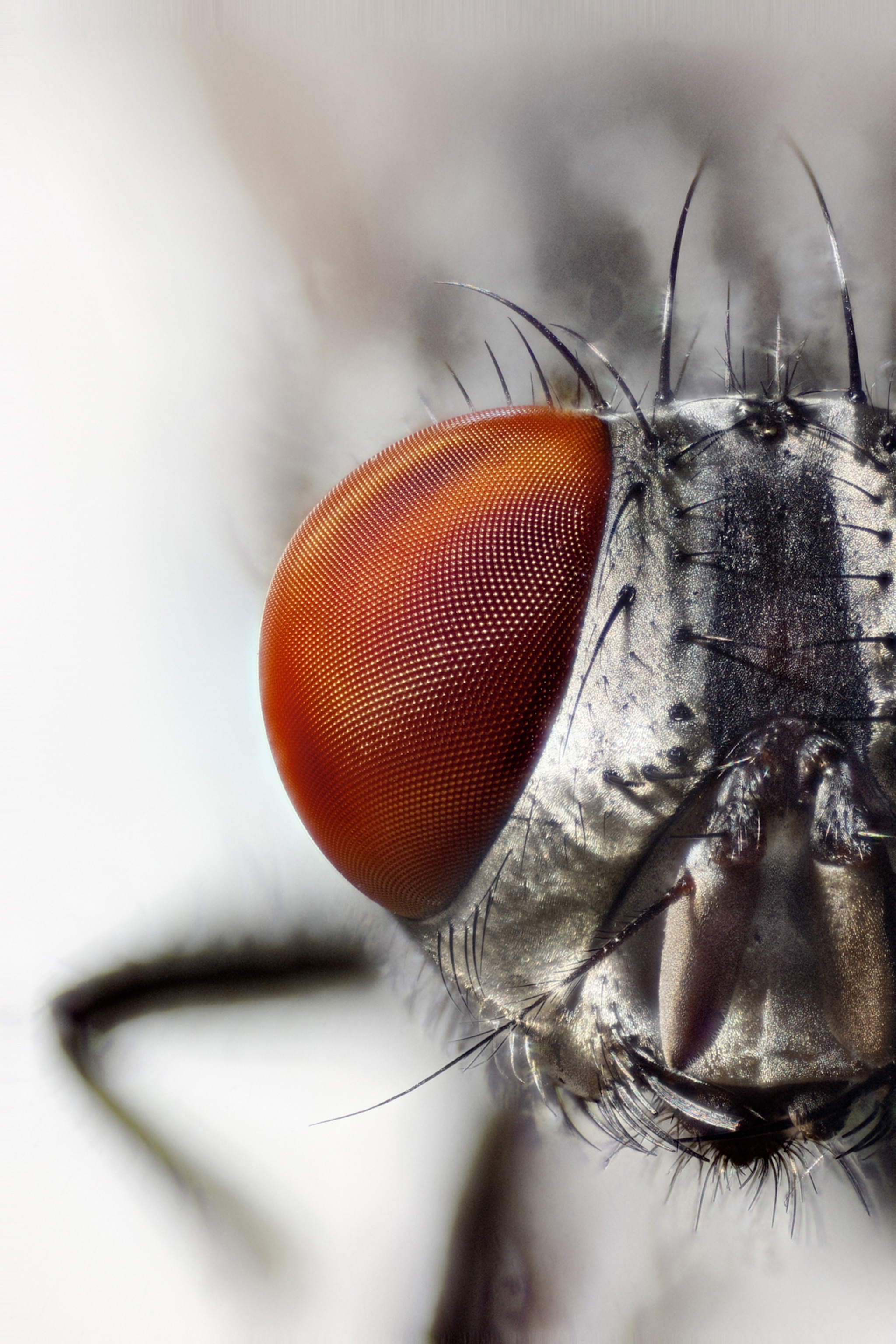 Inside the Eye: Nature’s Most Exquisite Creation