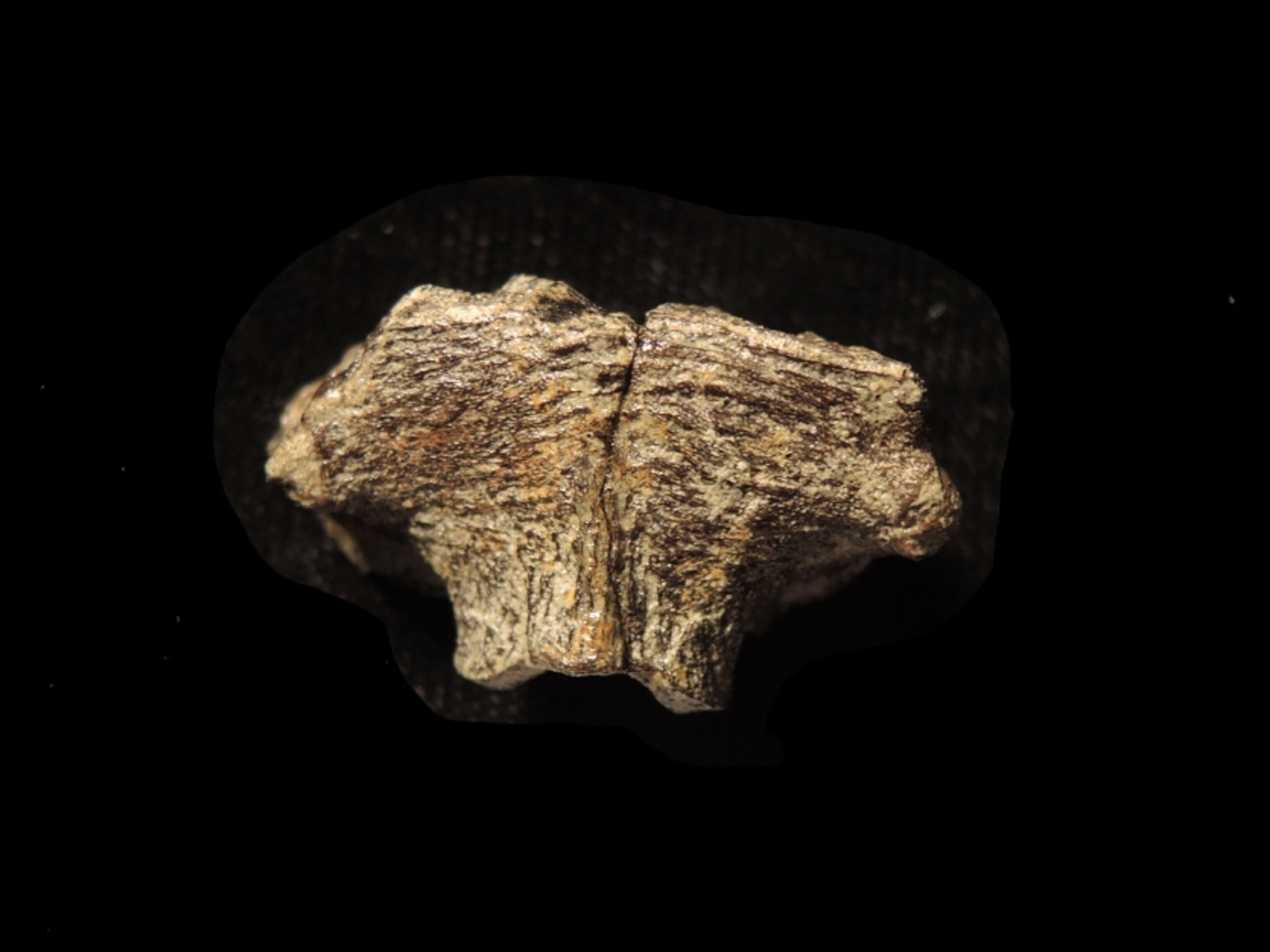 Hints of fossil DNA discovered in dinosaur skull