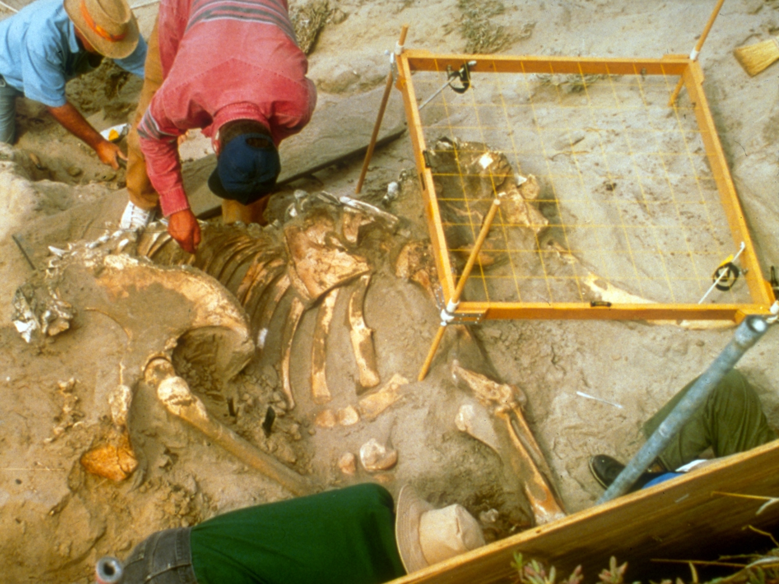 The Making of California’s Mini-Mammoths