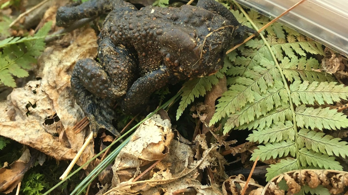 Faceless Toad Discovered in Forest in Connecticut | National Geographic